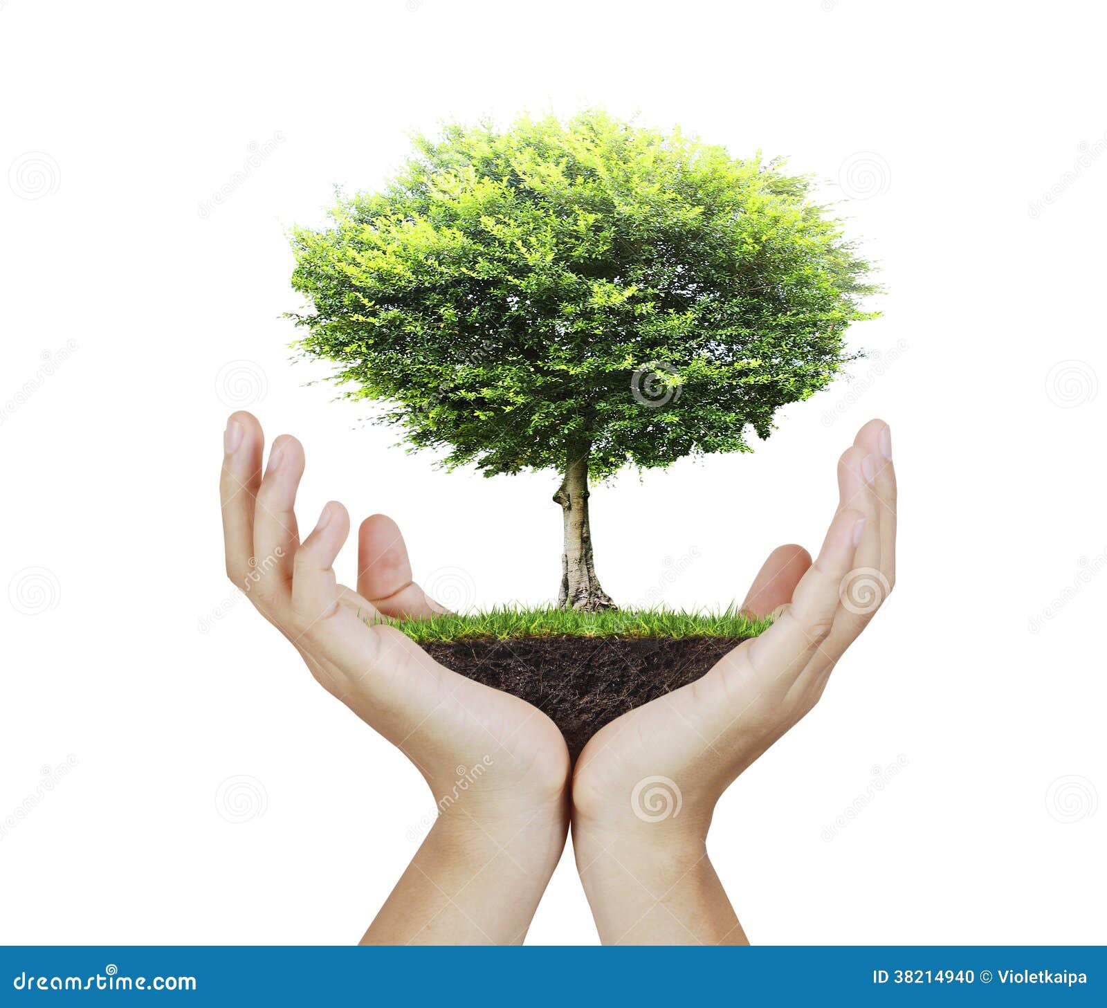 Small tree in hand stock photo. Image of holding, green - 38214940