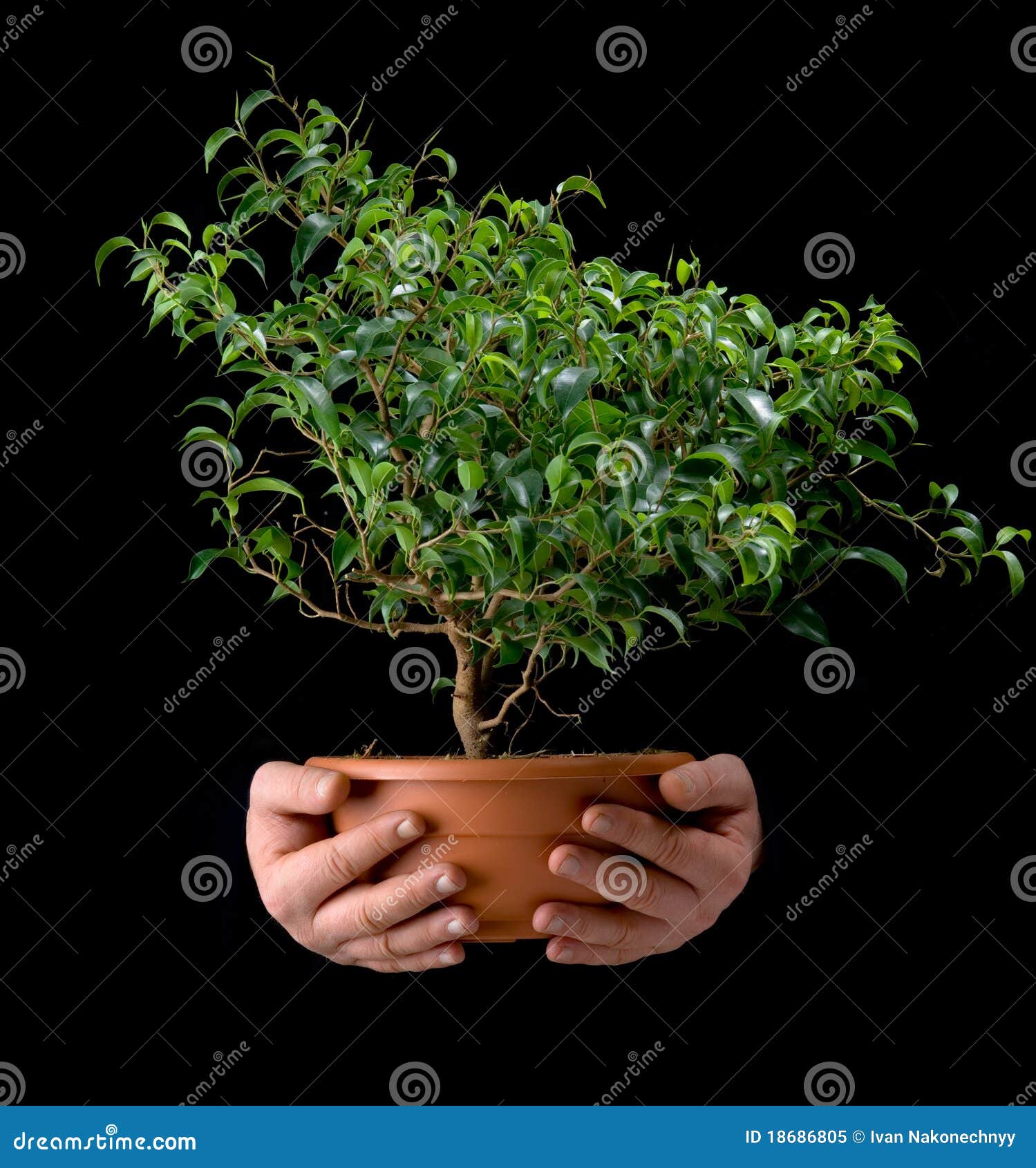 Small Tree in the Hands of Men Stock Image - Image of hands, nature ...