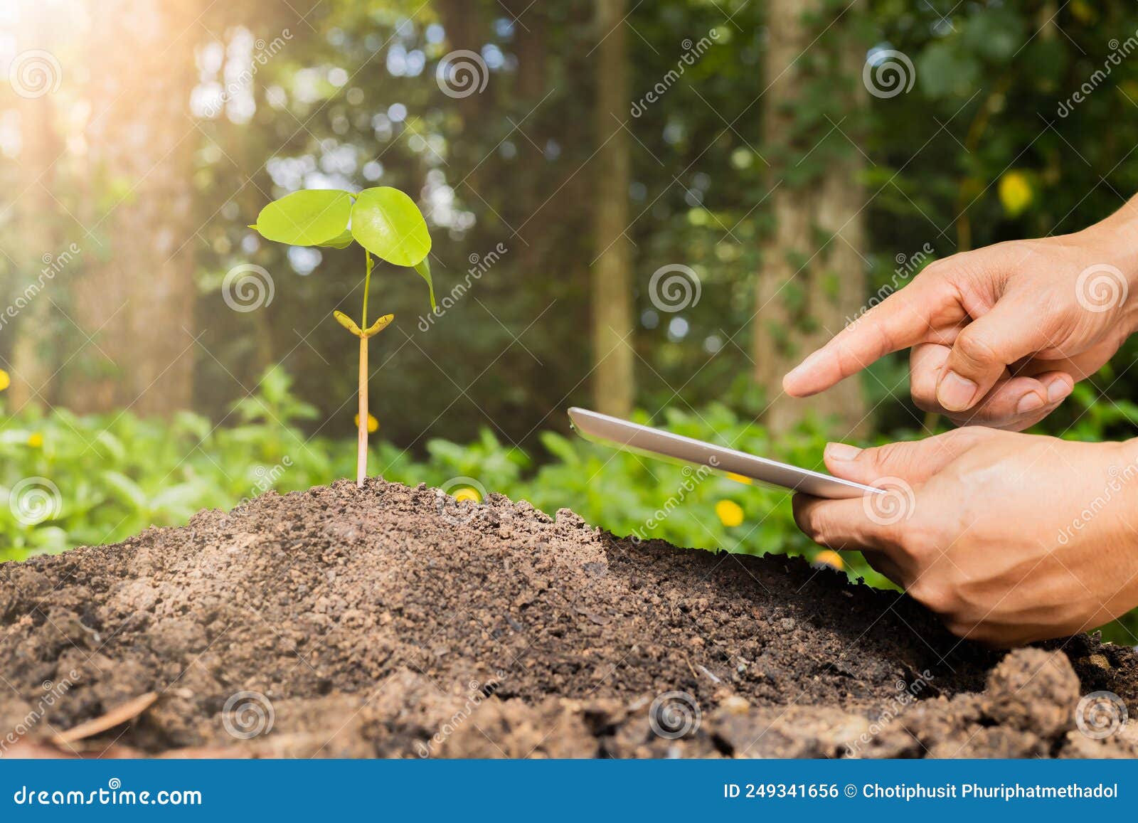 A Small Tree and Hands are Planting Trees Tenderly Stock Photo - Image ...