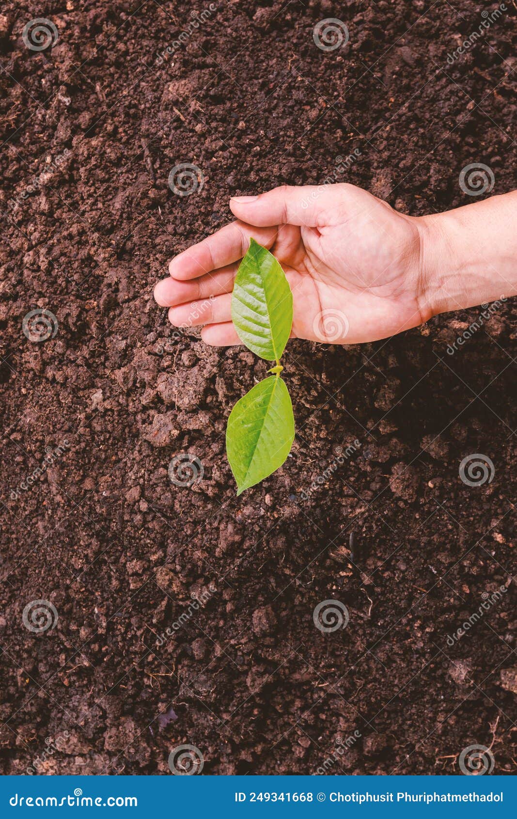 A Small Tree and Hands are Planting Trees Tenderly Stock Photo - Image ...