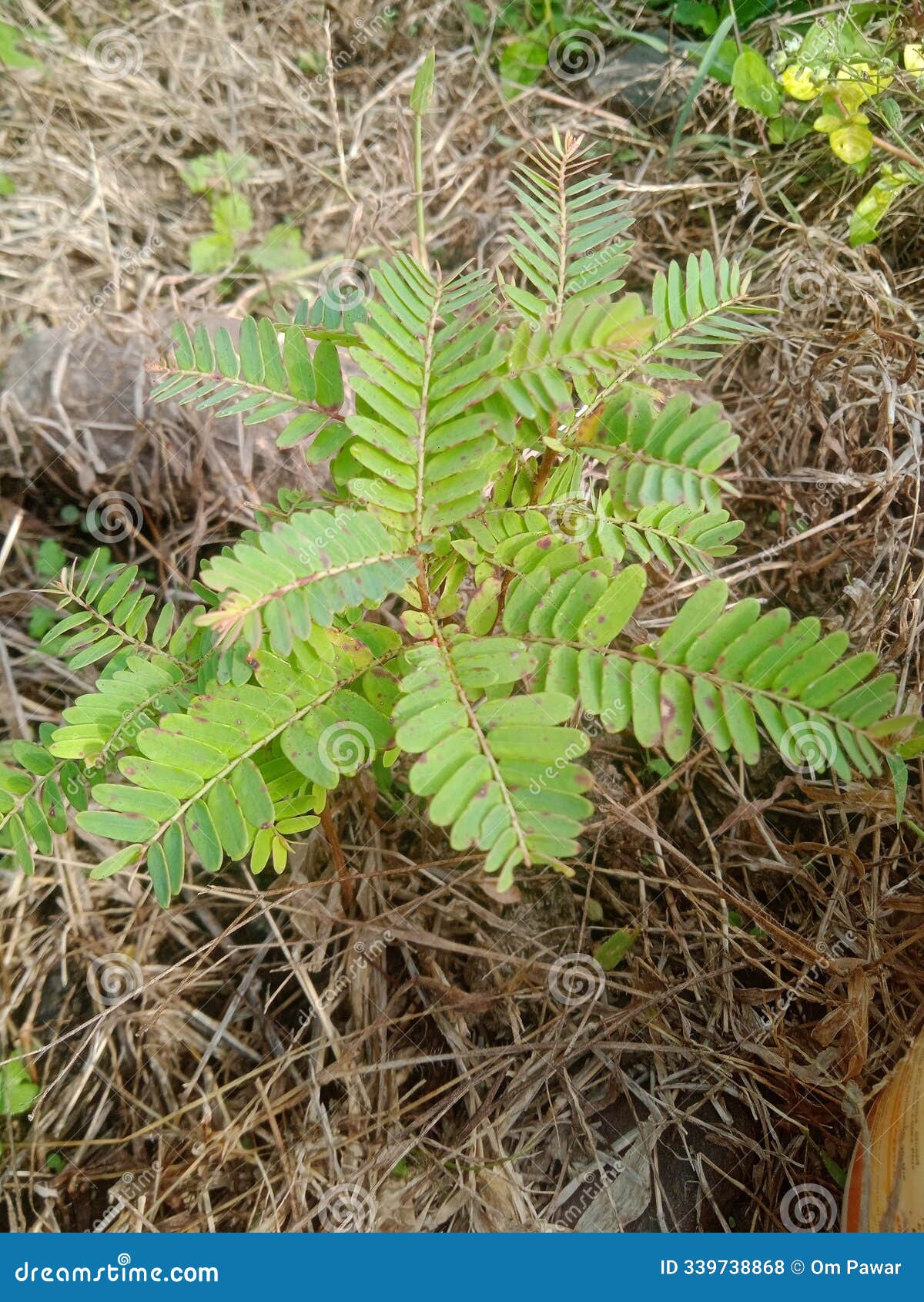 The small tree stock photo. Image of spruce, leaf, jungle - 339738868
