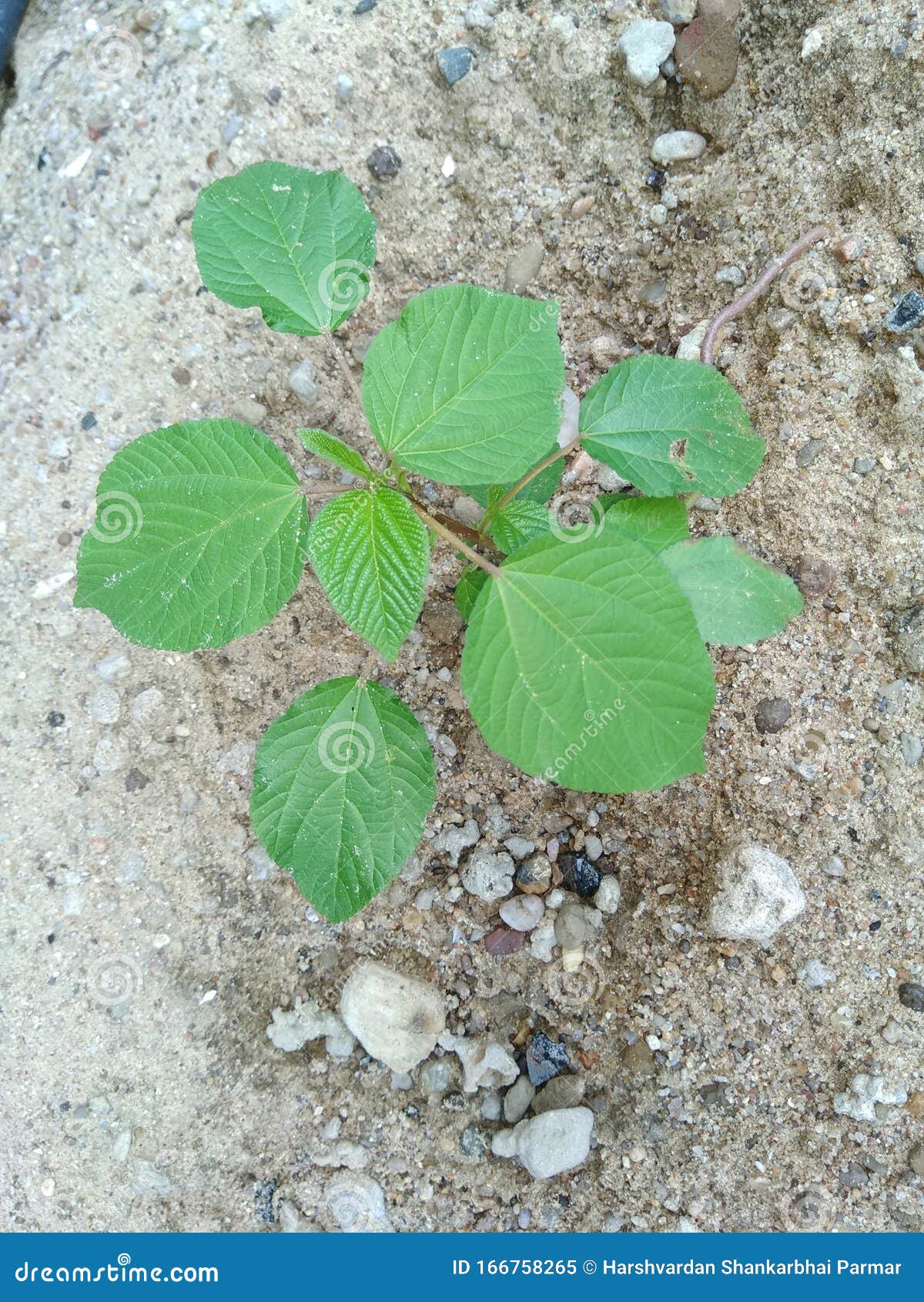 Small tree for india stock image. Image of small, nature - 166758265