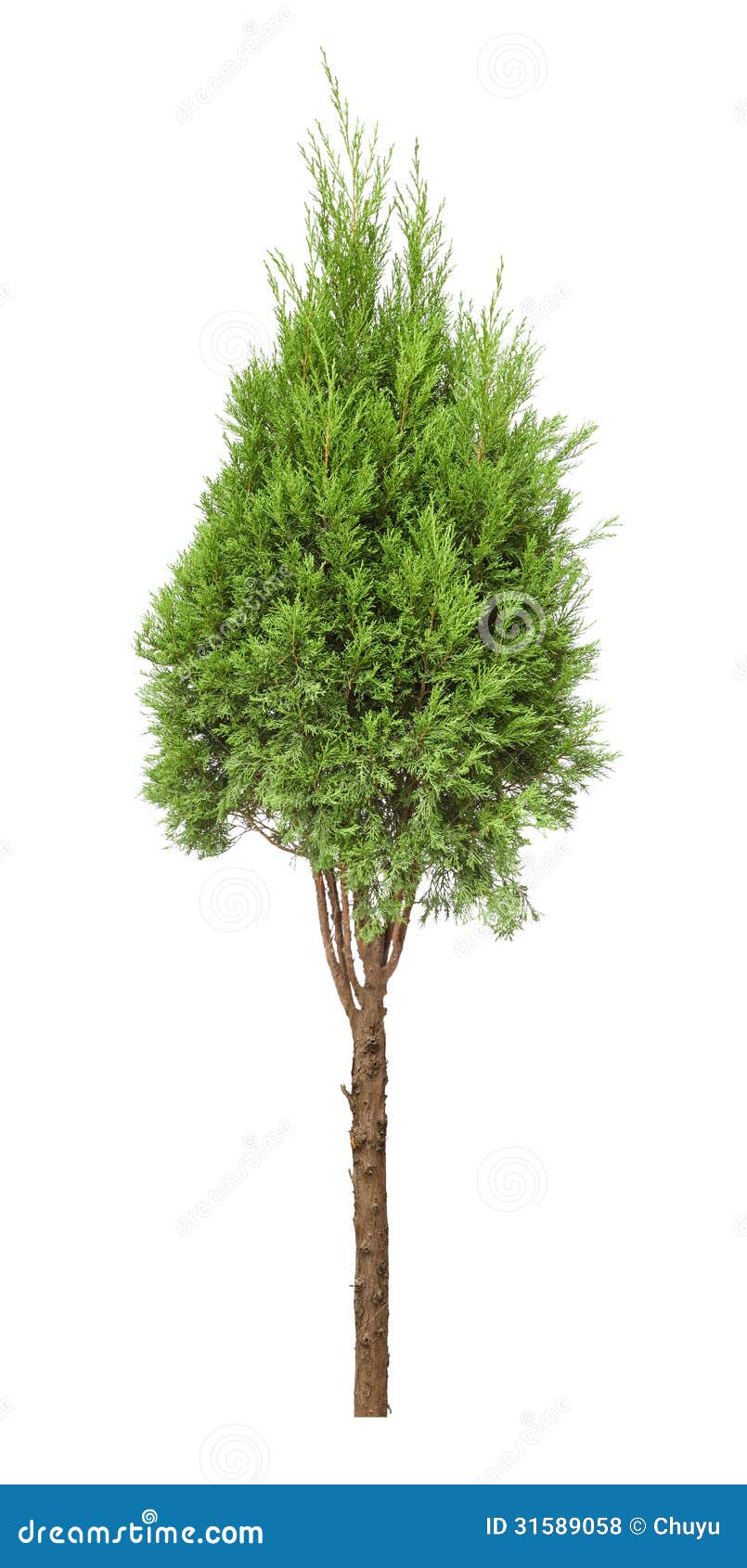 Small tree isolated stock photo. Image of background - 31589058