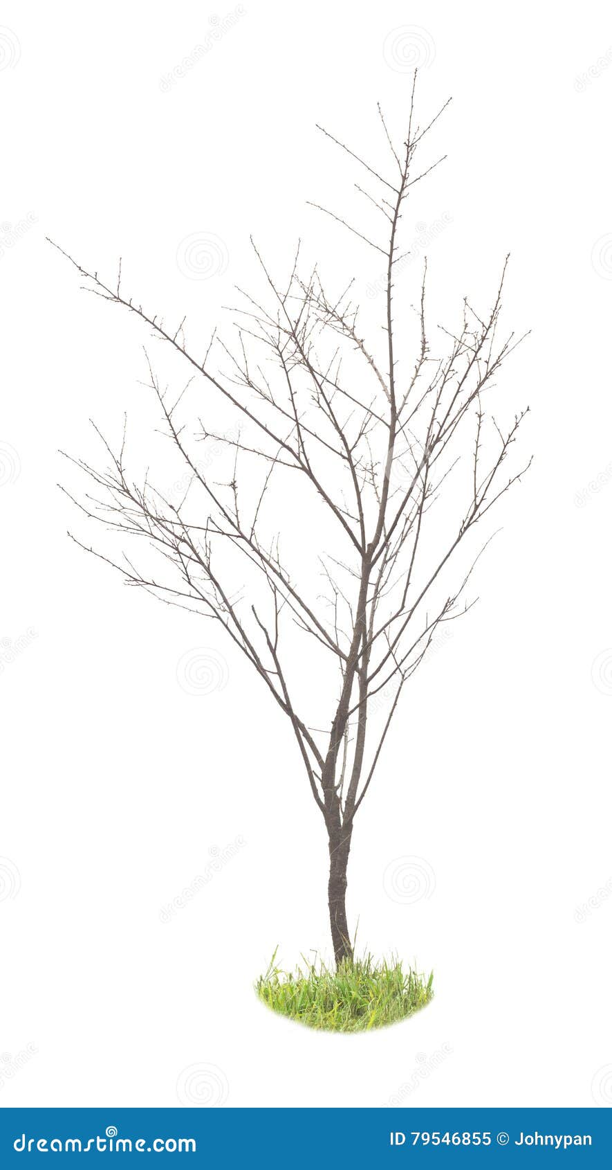 Small tree isolated stock image. Image of leafless, outdoor - 79546855