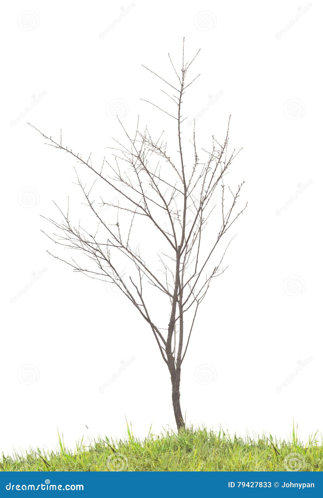 Small tree isolated stock image. Image of lonely, isolation - 79427833