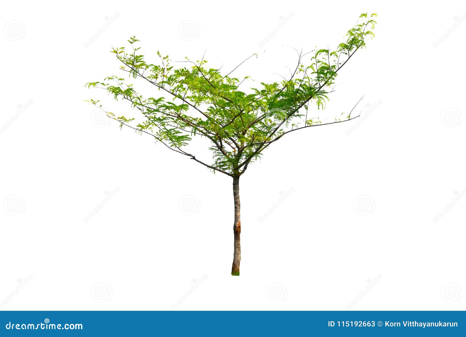 Small Tree Isolated on White Background Stock Image - Image of isolated ...