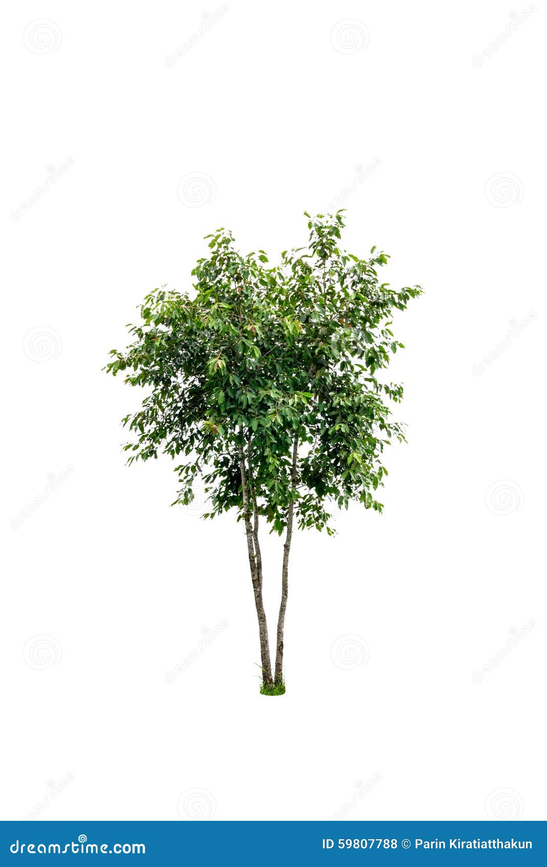 Small Tree Isolated on White Stock Photo - Image of background, concept ...