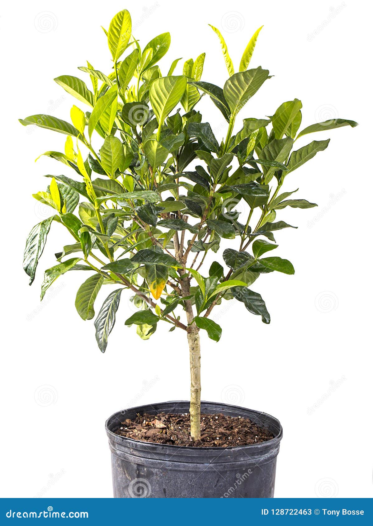 Small Tree Isolated on White Stock Image - Image of growth, small ...