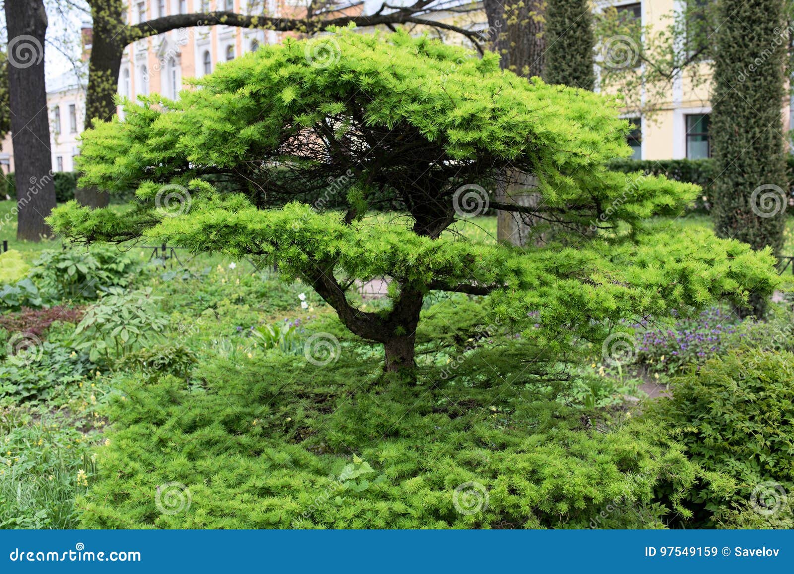 Small tree Larix sibirica stock image. Image of conifer - 97549159