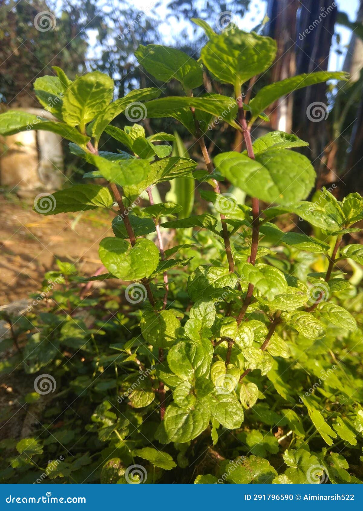 A small tree with leaves stock photo. Image of sprig - 291796590