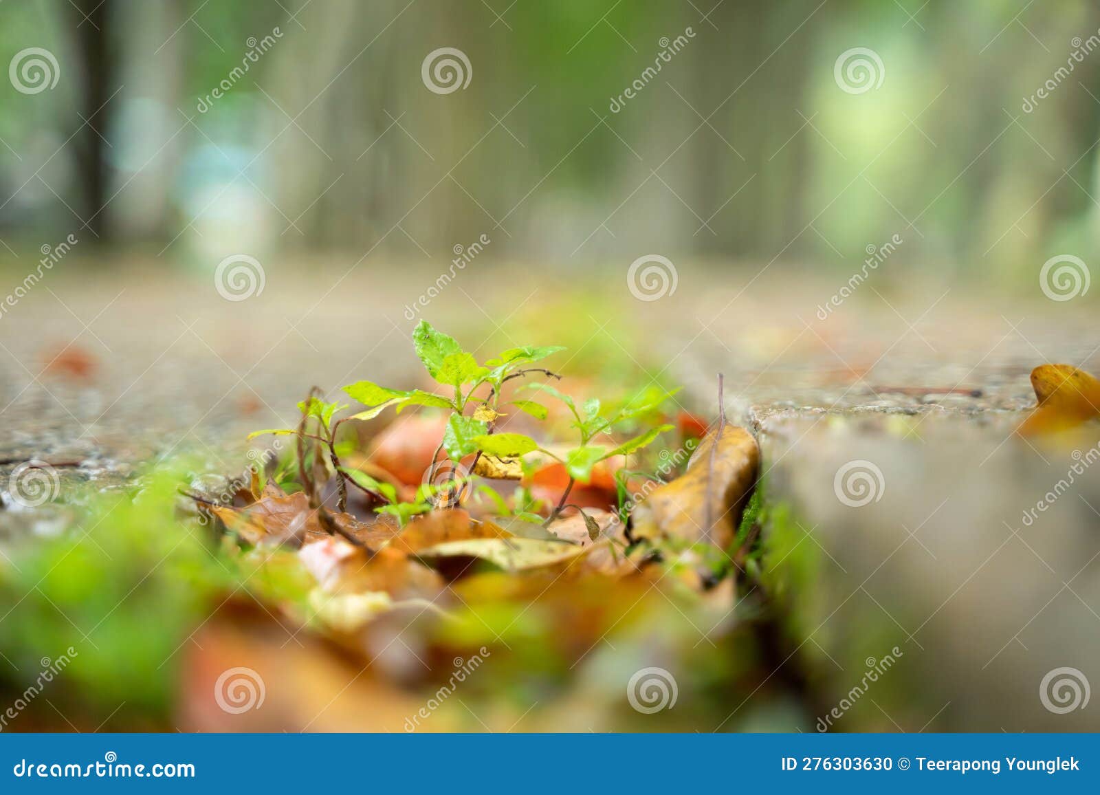 A Small Tree with Leaves Around it Grows in the Crevice of the Rock ...