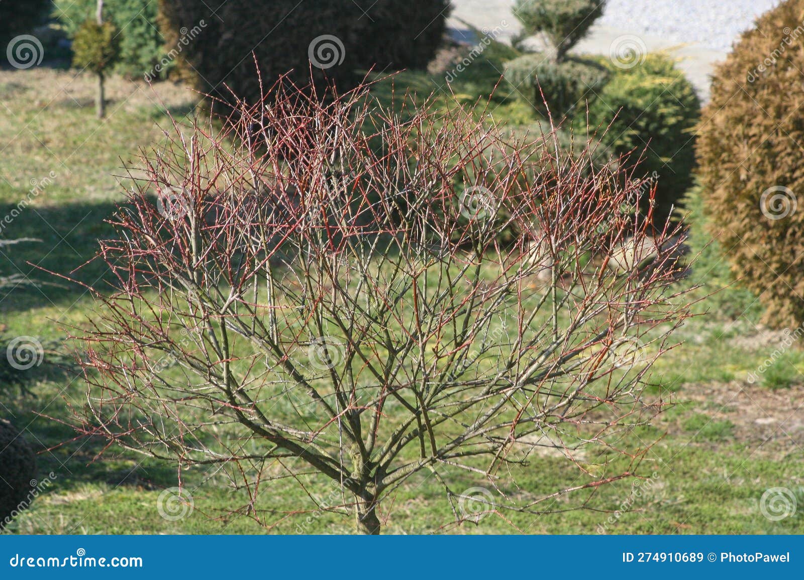 A Small Tree without Leaves in Autumn. Tree Branches without Leaves ...