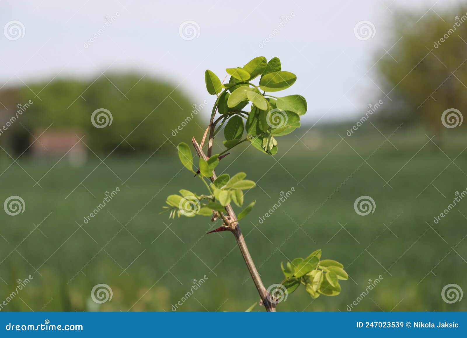 Small Tree Leaves, Background Image Stock Image - Image of blossom ...