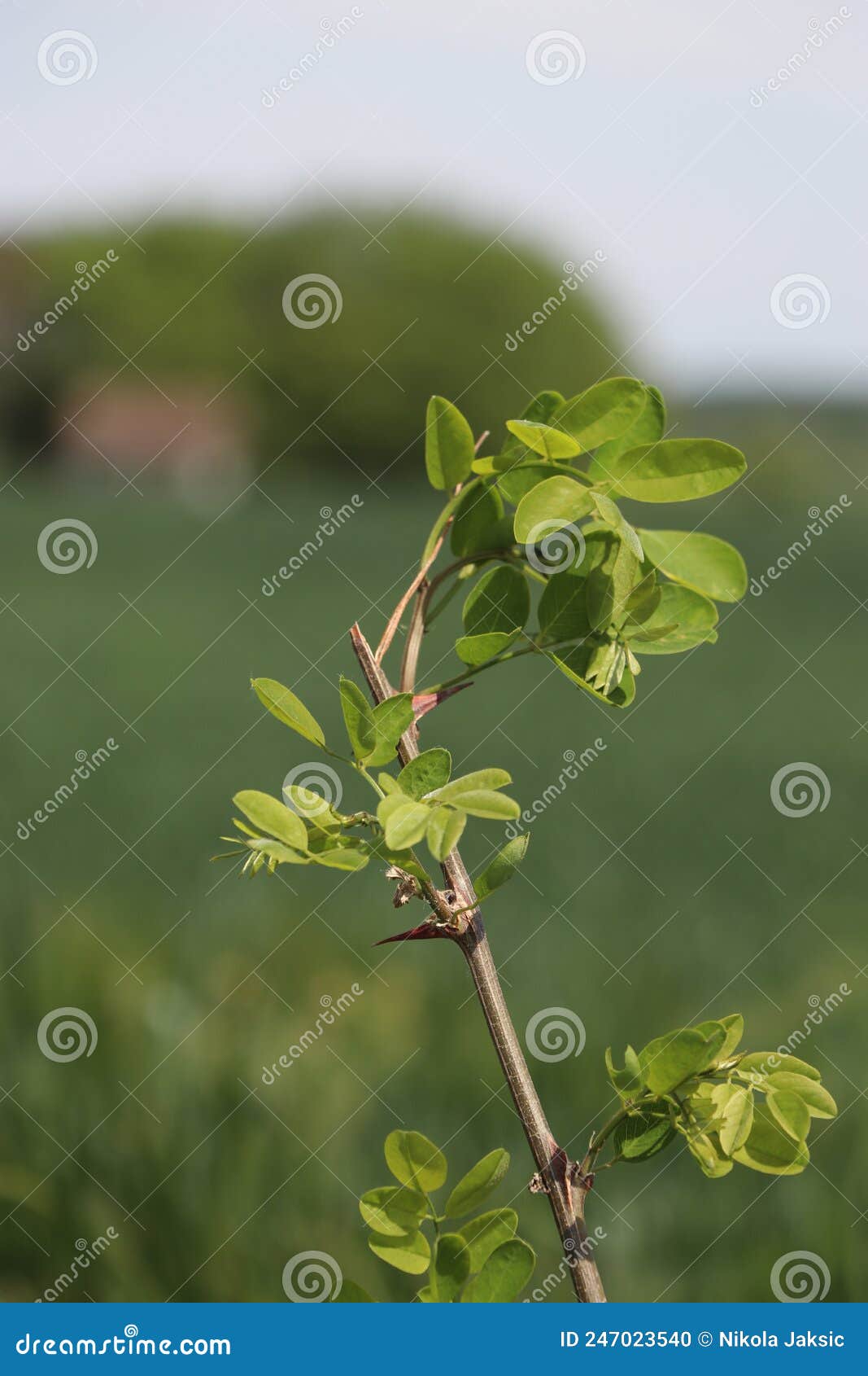 Small Tree Leaves, Background Image Stock Photo - Image of small, shrub ...