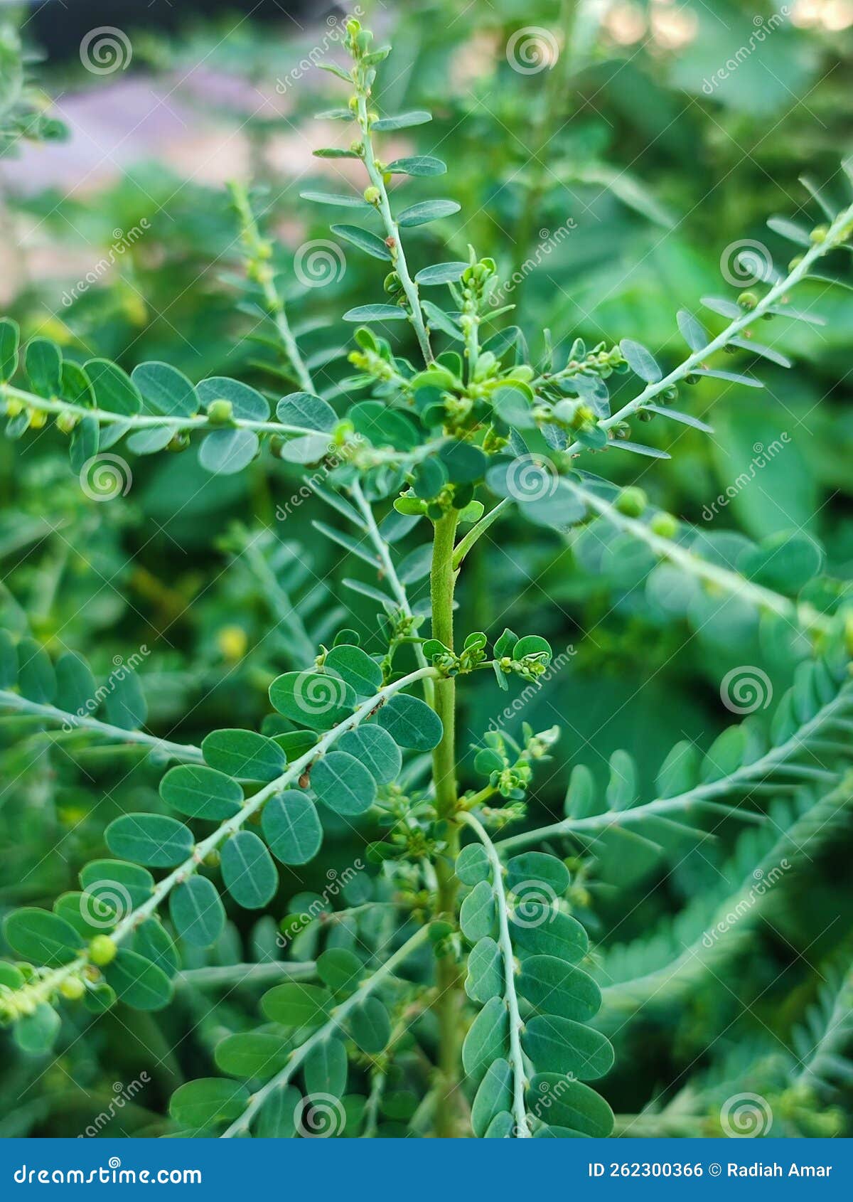 Small tree Leaves branch stock photo. Image of leaf - 262300366