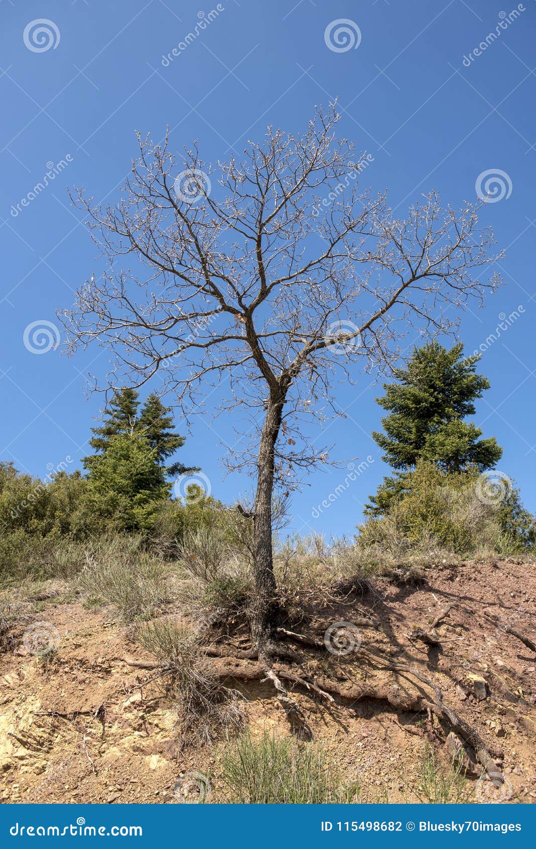 Small Tree without Leaves and Roots Out from the Ground Stock Photo ...