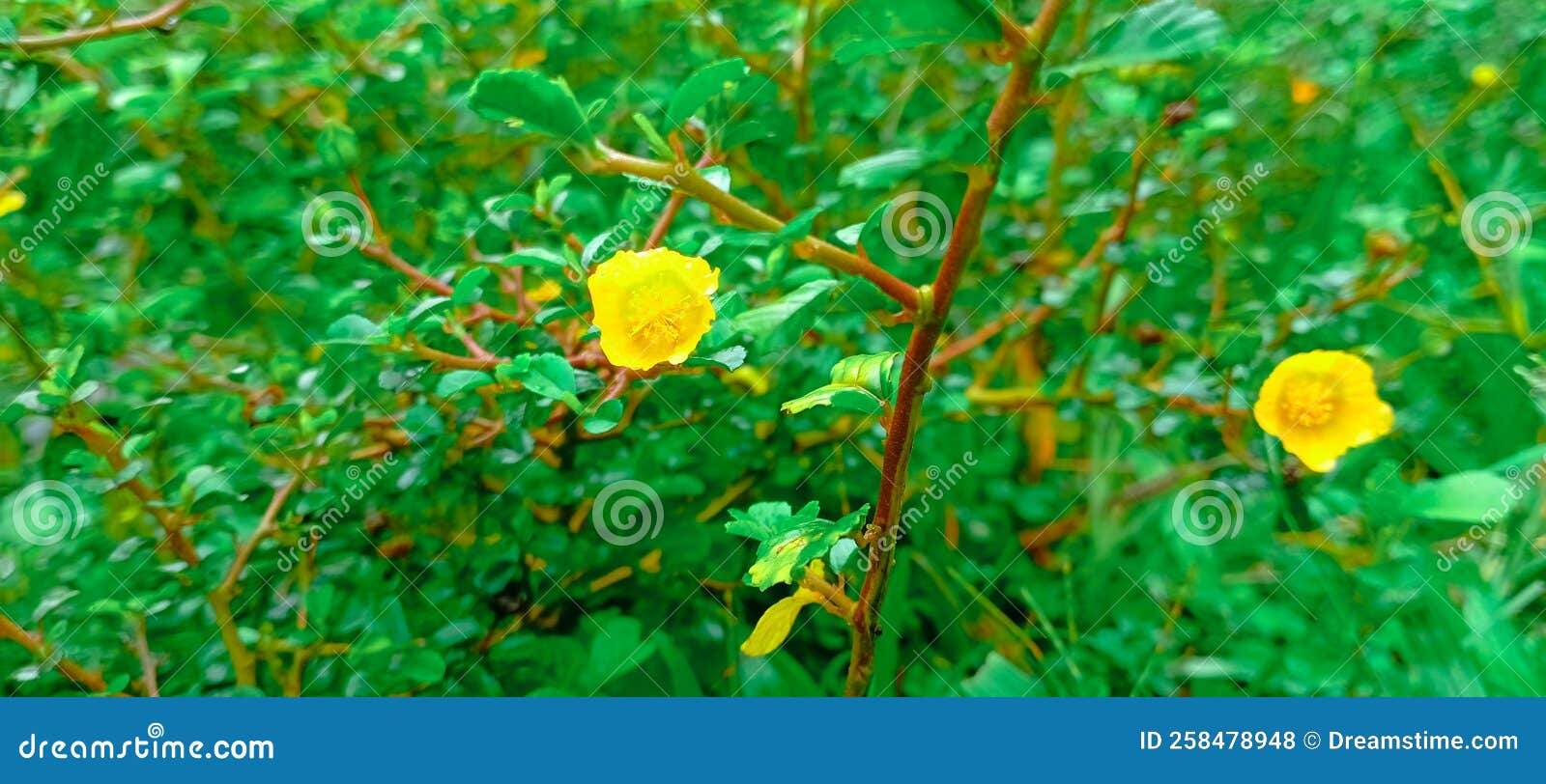 Small Tree and Small Light Green Leaves with Focus Object on Yellow ...