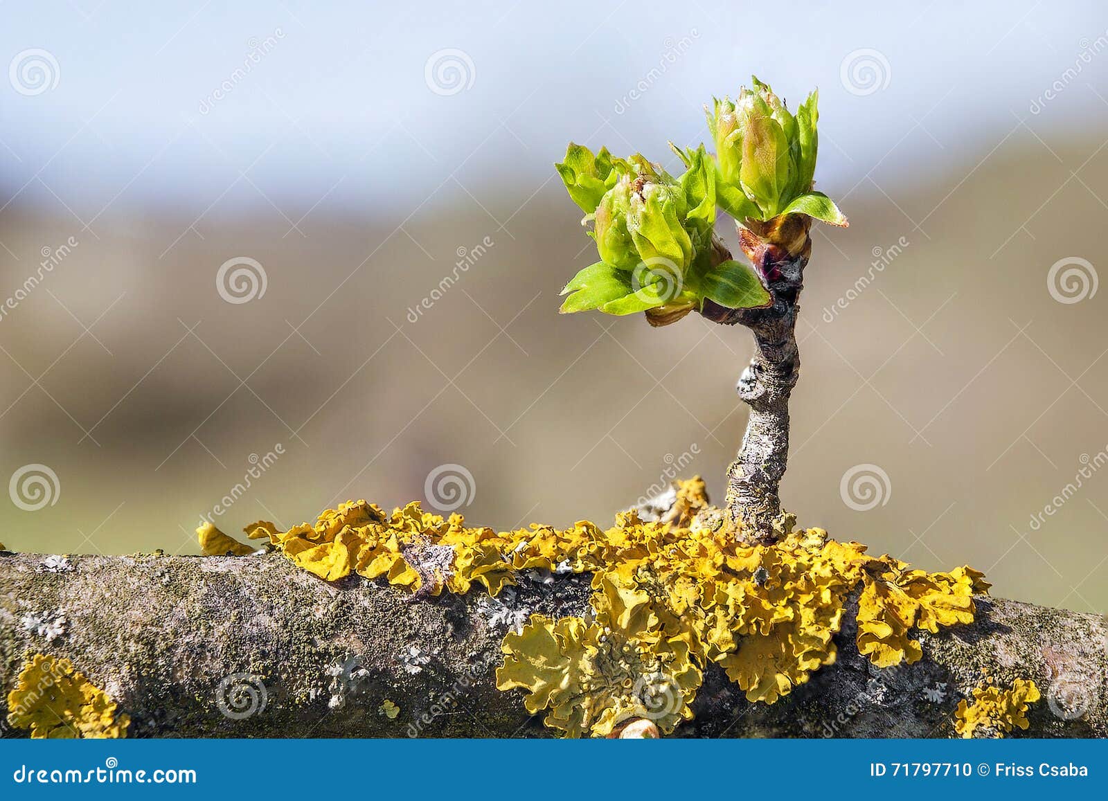 Small tree stock photo. Image of spring, small, branch - 71797710