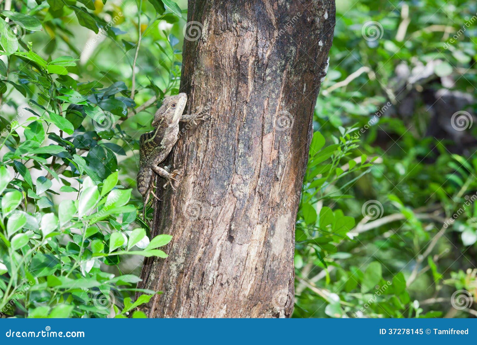Small Tree Lizard stock image. Image of animal, small - 37278145