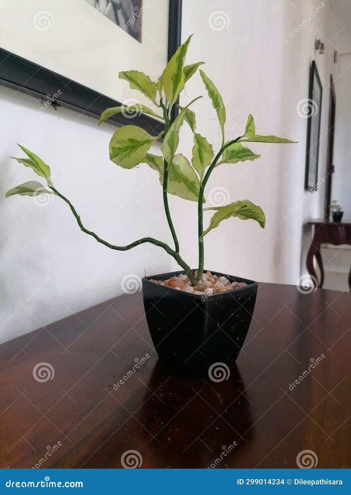 Small Tree is Located in Carm Table Stock Photo - Image of tree ...