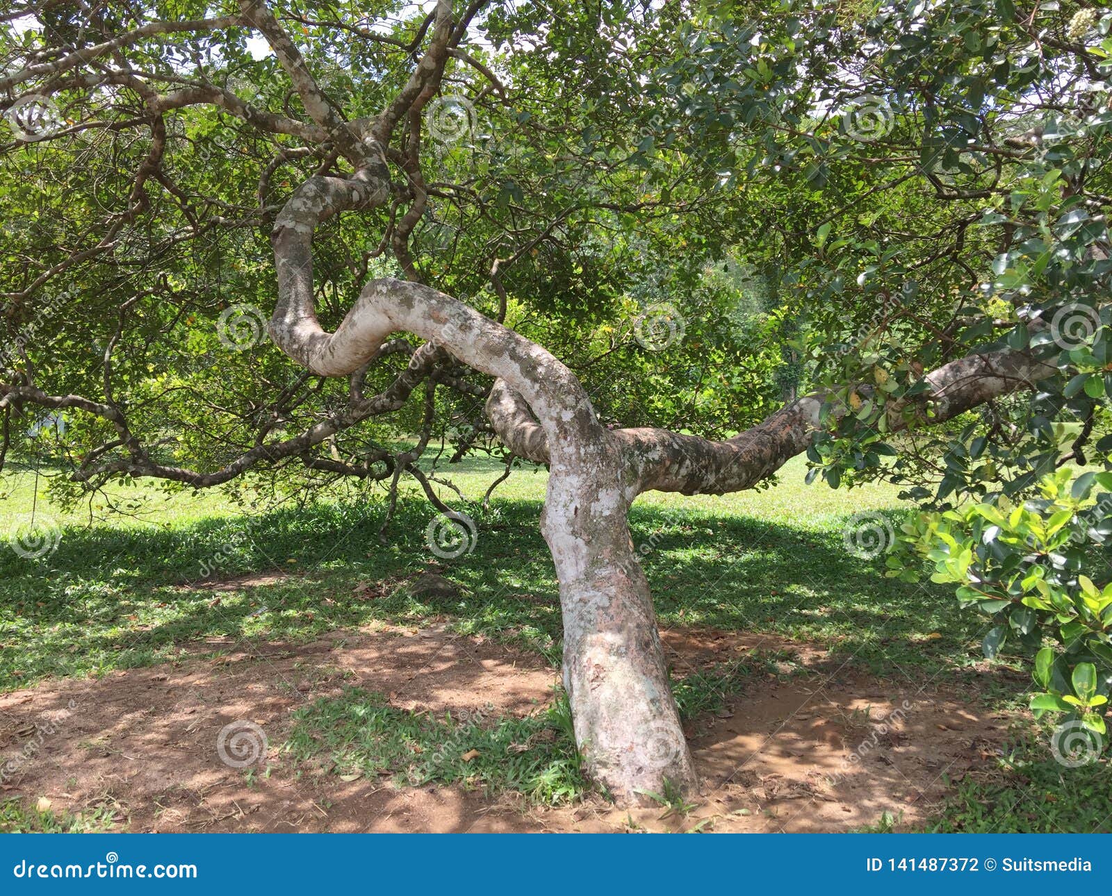 Small Tree Making Shapes with Branches Stock Photo - Image of outdoor ...