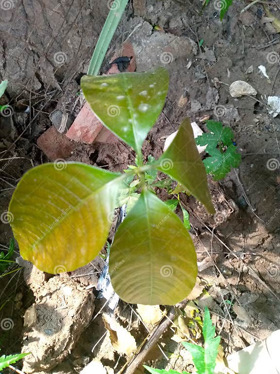 Small Tree of Mango the Beautiful Tree of Stock Image - Image of small ...