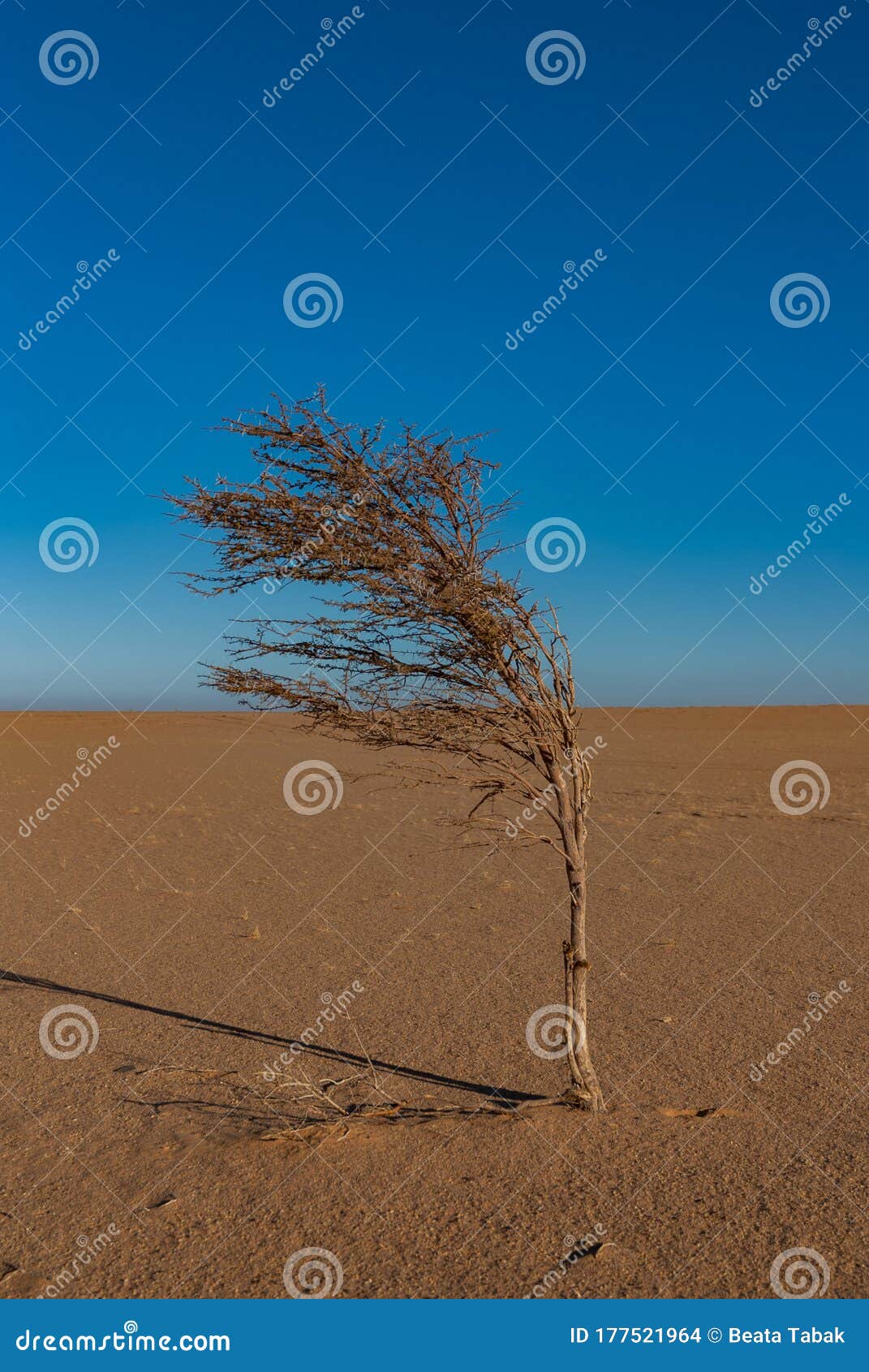 The Small Tree in the Middle of Sahara Desert. Chad. Stock Photo ...