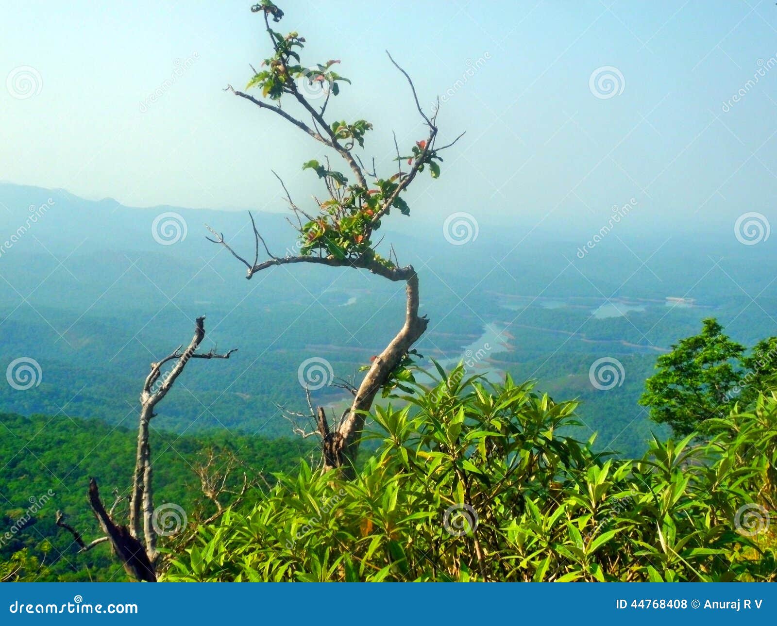Small tree in the mountain stock photo. Image of mountain - 44768408