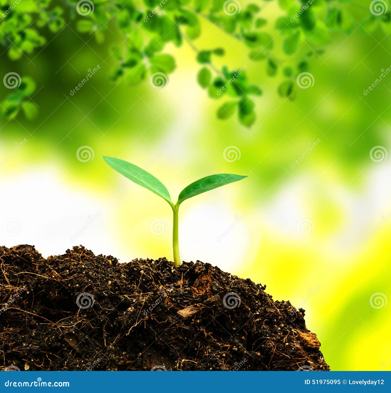 1,380 Small Tree New Life Sunshine Stock Photos - Free & Royalty-Free ...