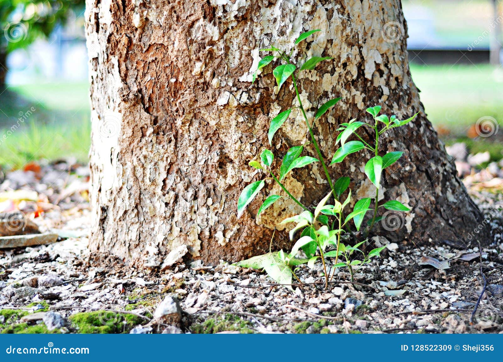 The Small Tree Next To a Big Tree Grows Strong Stock Image - Image of ...