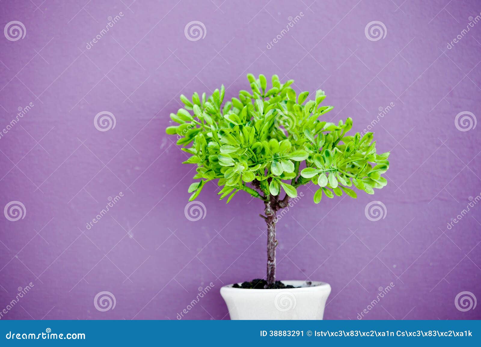Small tree stock image. Image of empty, growing, backdrop - 38883291