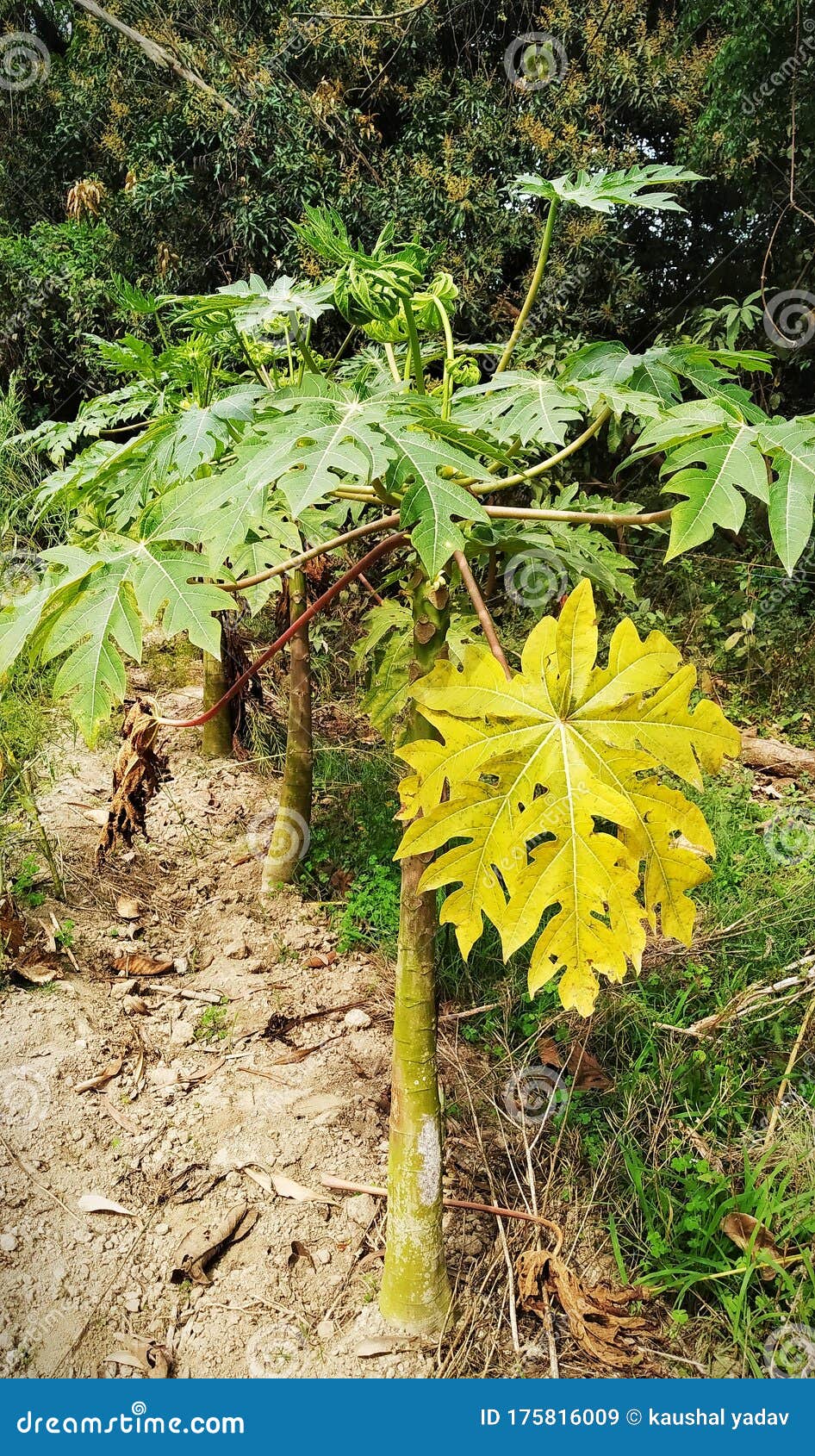 Small Tree of papaya stock image. Image of small, food - 175816009