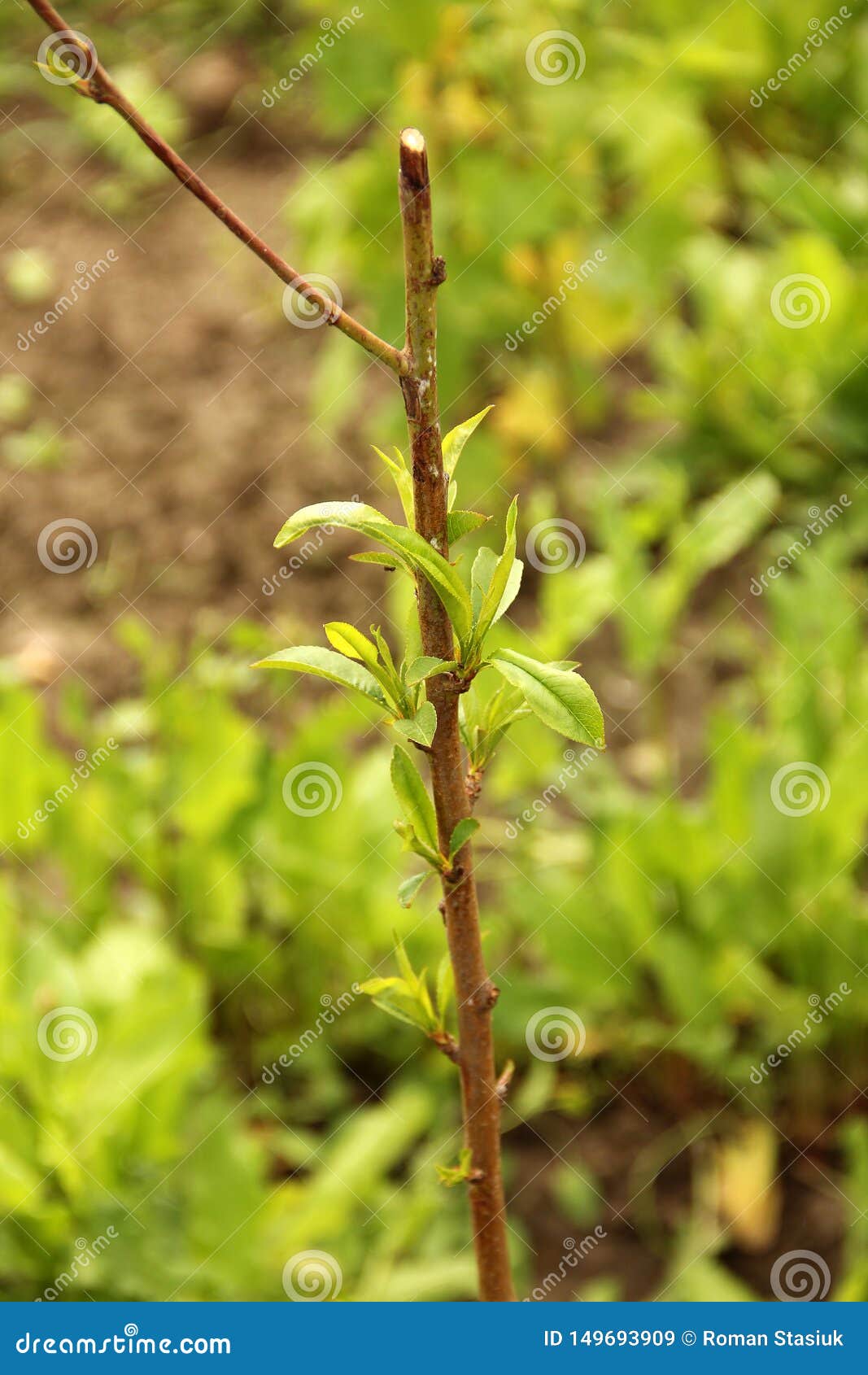 Small Tree. Peach Tree in the Garden Stock Image - Image of flower ...