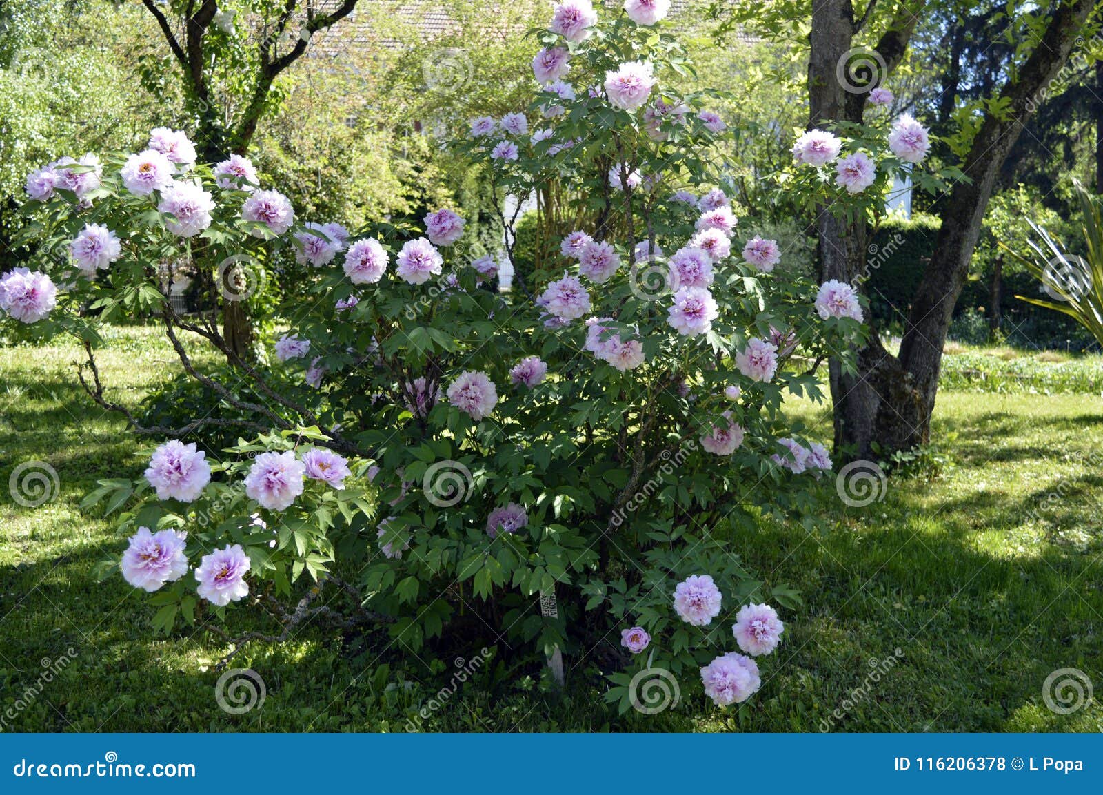 Small Tree with Pink Flowers Stock Photo - Image of flowers, pink ...