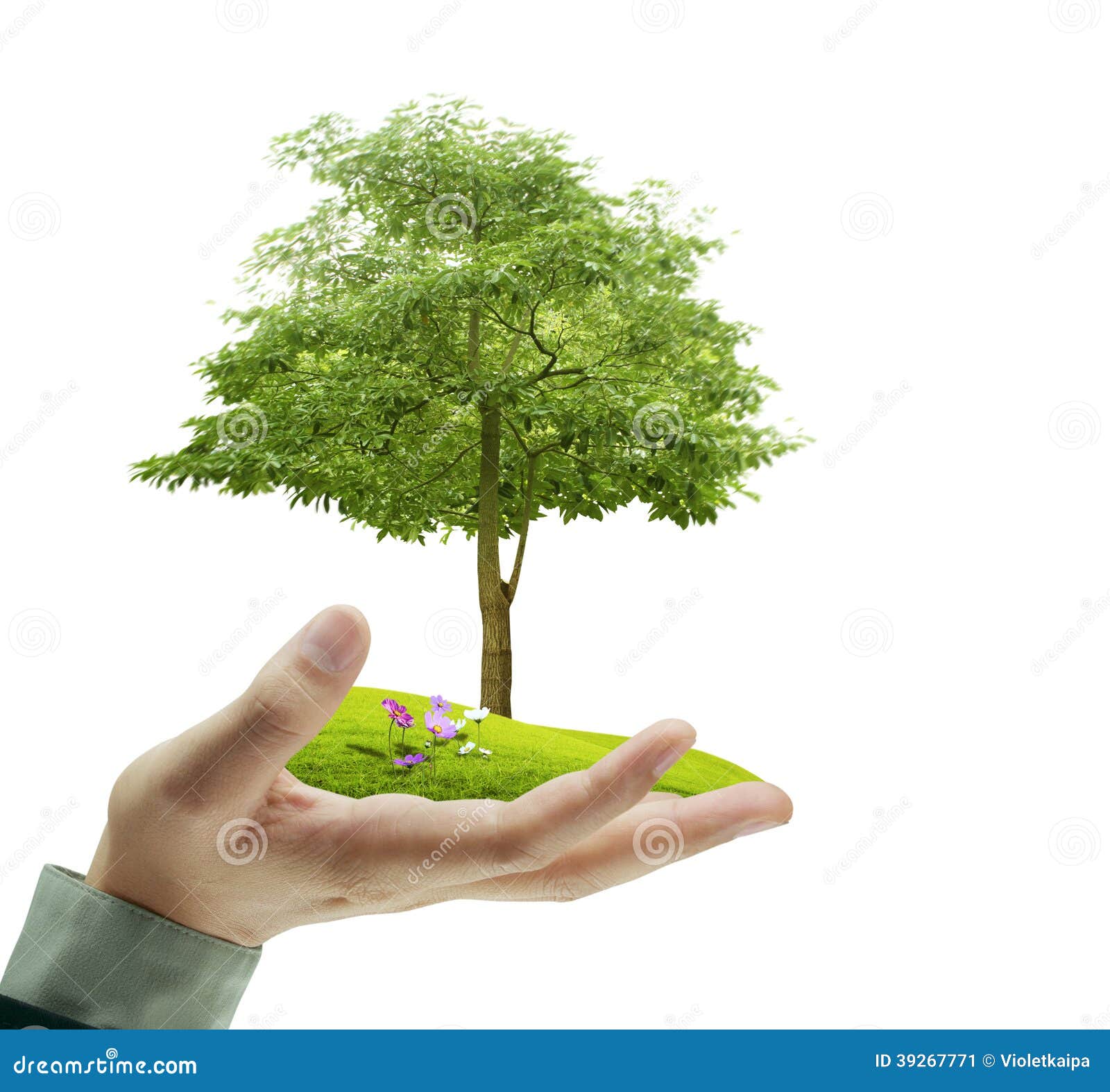 Small tree, plant in hand stock image. Image of root - 39267771