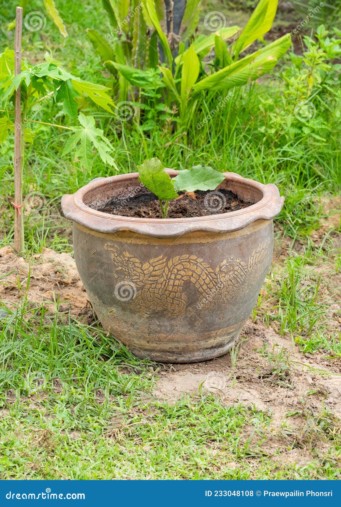 A small tree plantation in stock photo. Image of green - 233048108