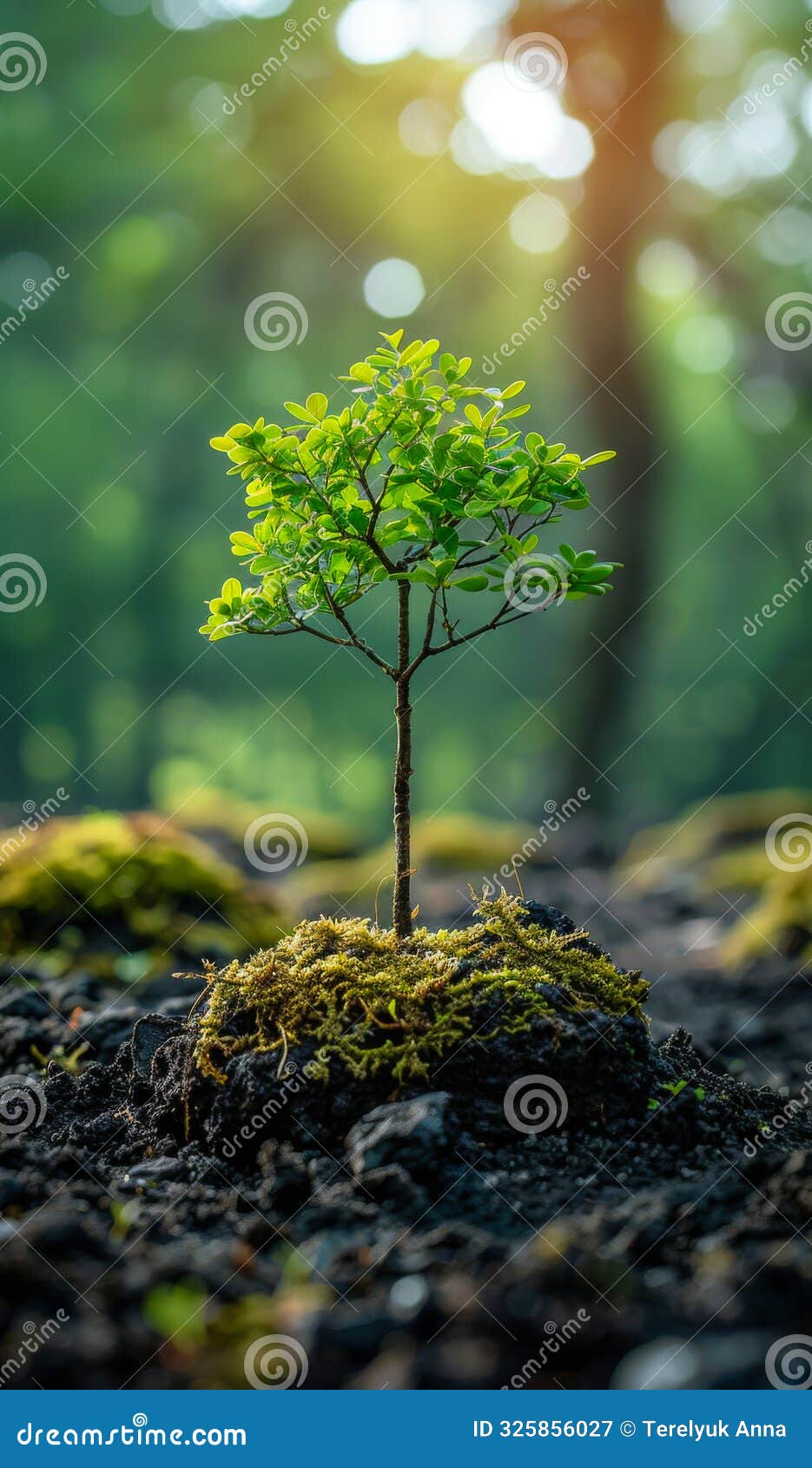 A Small Tree is Planted in the Dirt. Concept of Growth and New ...
