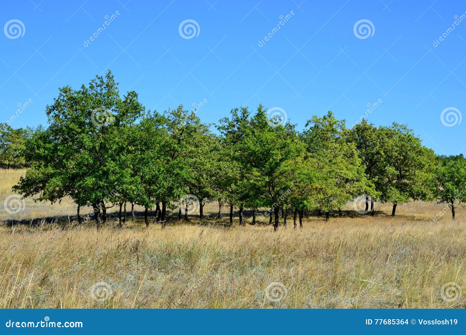 Small tree planting . stock photo. Image of small, landscape - 77685364