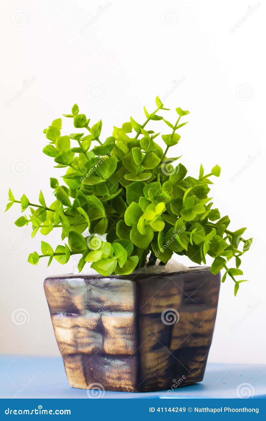 The small tree in a pot stock image. Image of macro, nature - 41144249