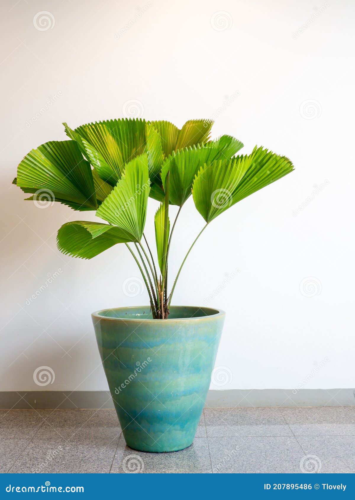 The Small Tree in a Pot on Modern Building Stock Photo - Image of house ...