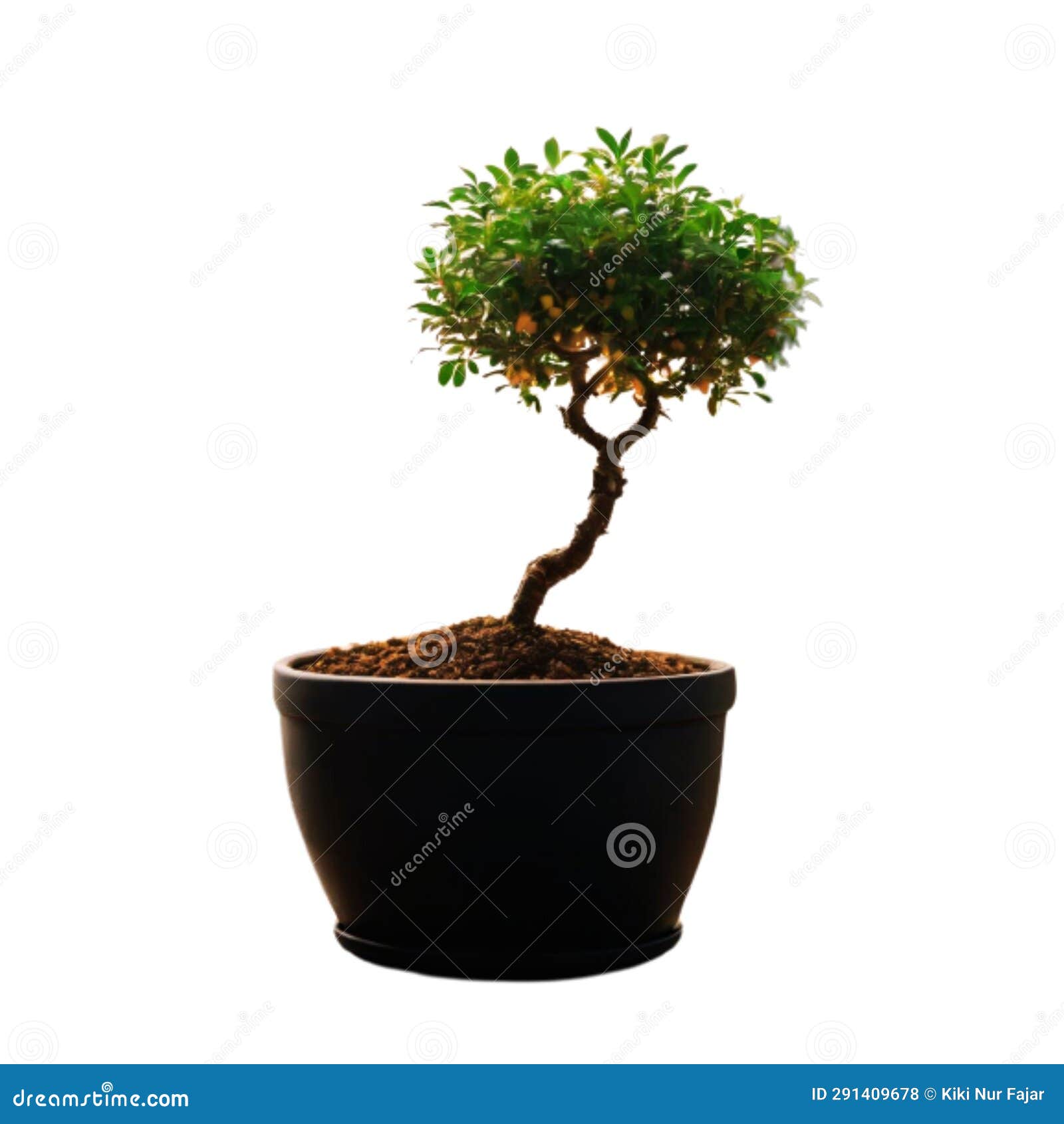 A small tree in a pot stock photo. Image of space, great - 291409678