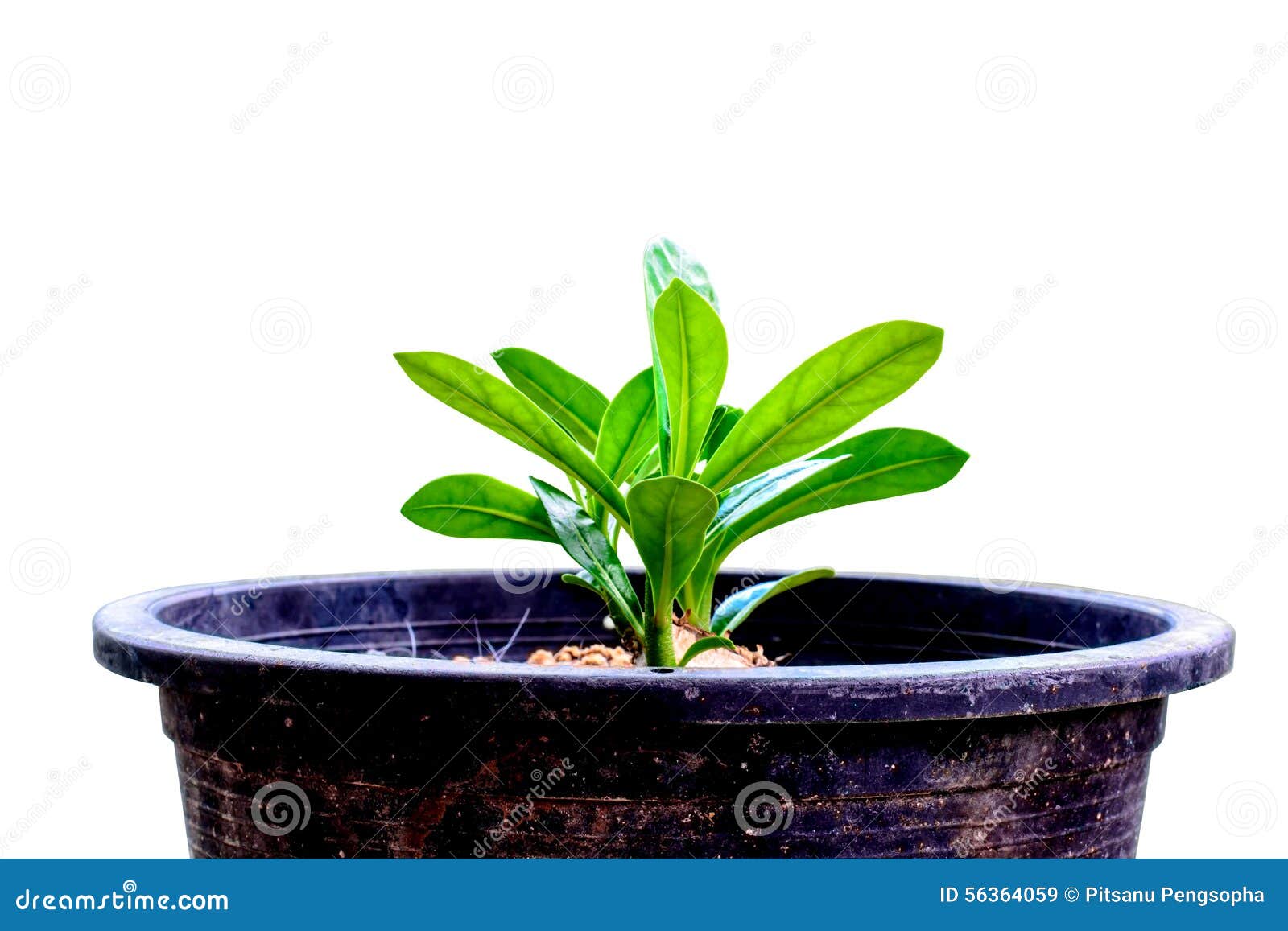 Birth Of Tree. Growing Leaves Stock Image | CartoonDealer.com #230116189