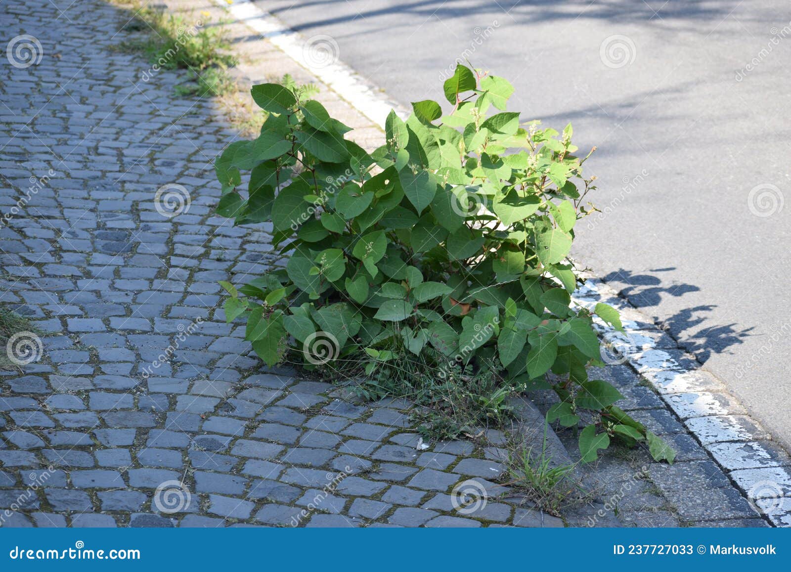 Small Tree Breaking through the Sidewalk Stock Image - Image of produce ...