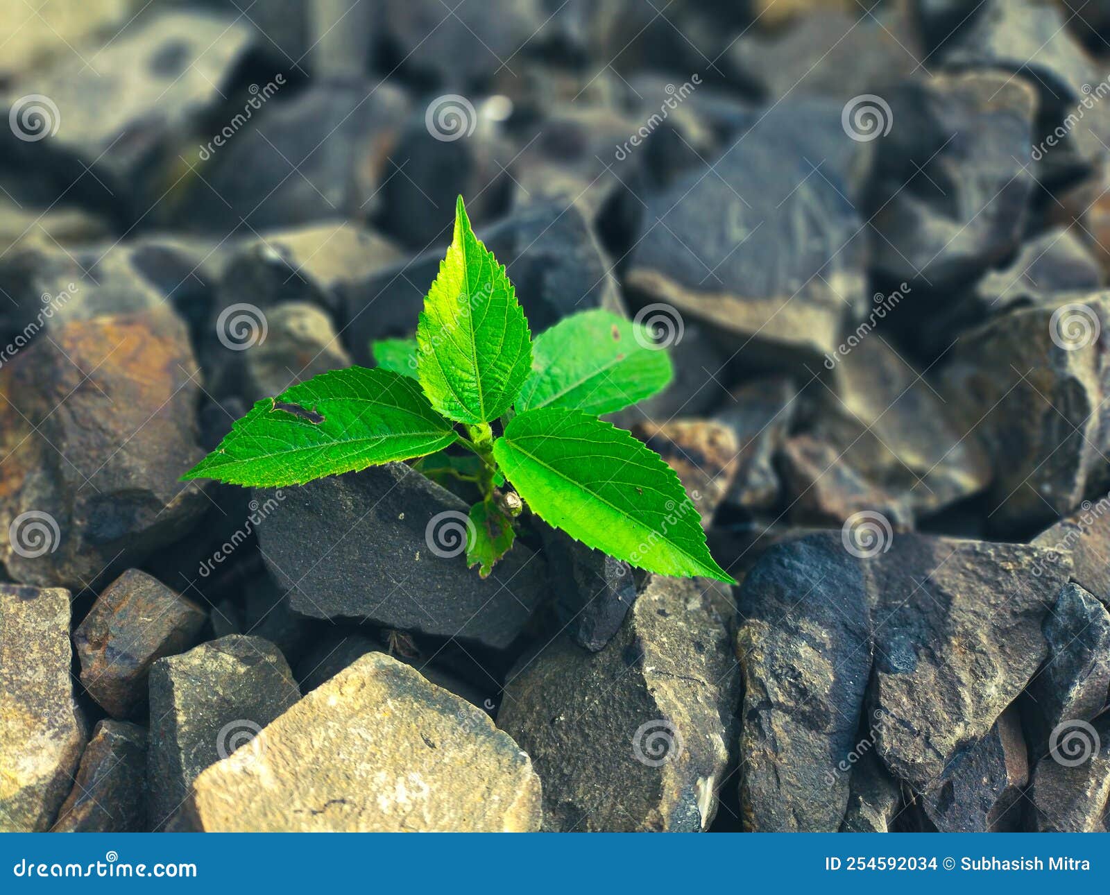 A Small Tree between the Railway Tracks. a Tree Grew on the Old Railway ...