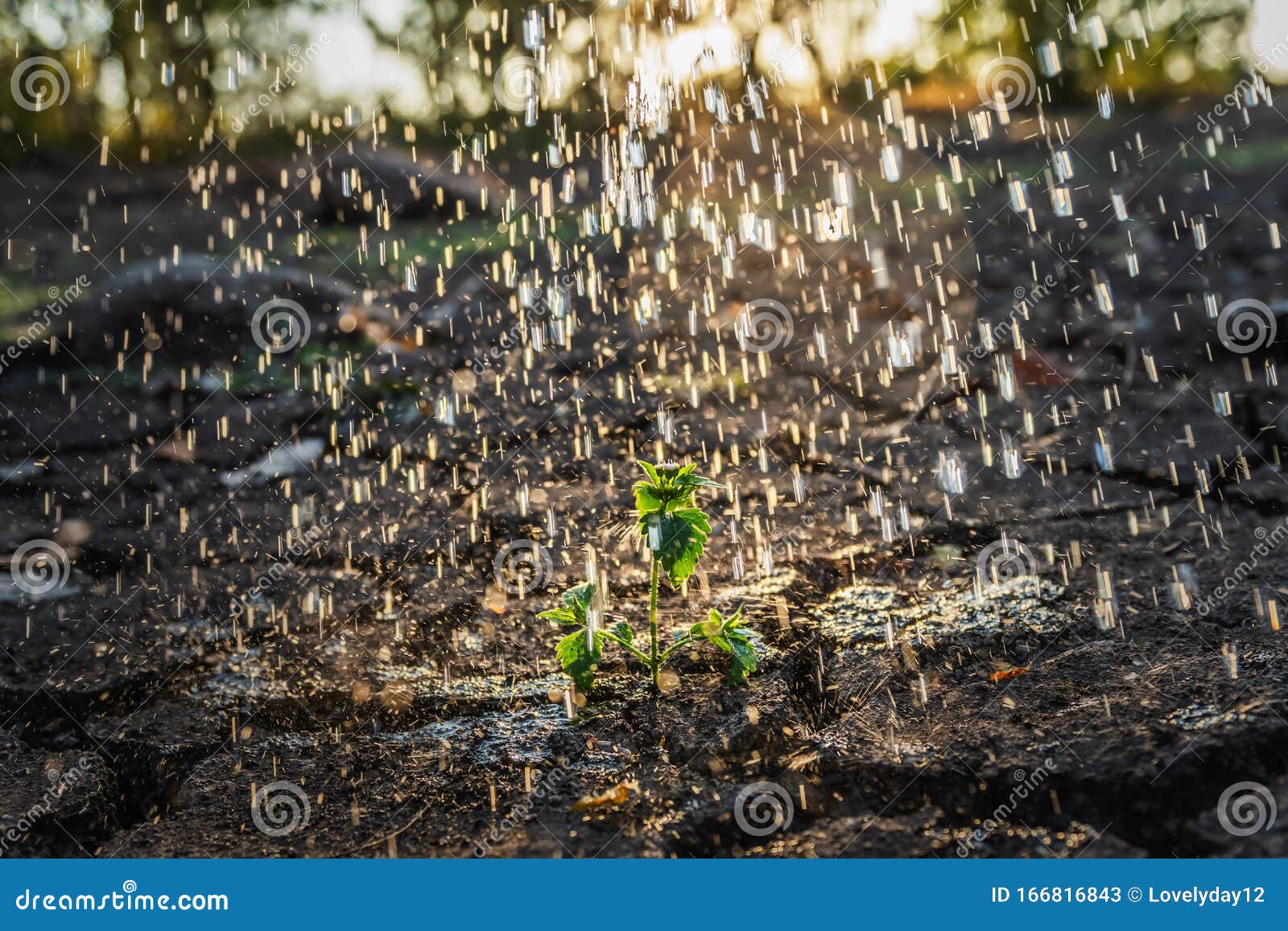 Small Tree in the Rain with Sunlight Stock Image - Image of concept ...