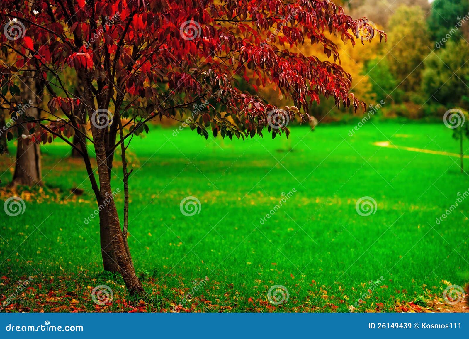 A Small Tree with Red Leaves on a Background of Gr Stock Image - Image ...
