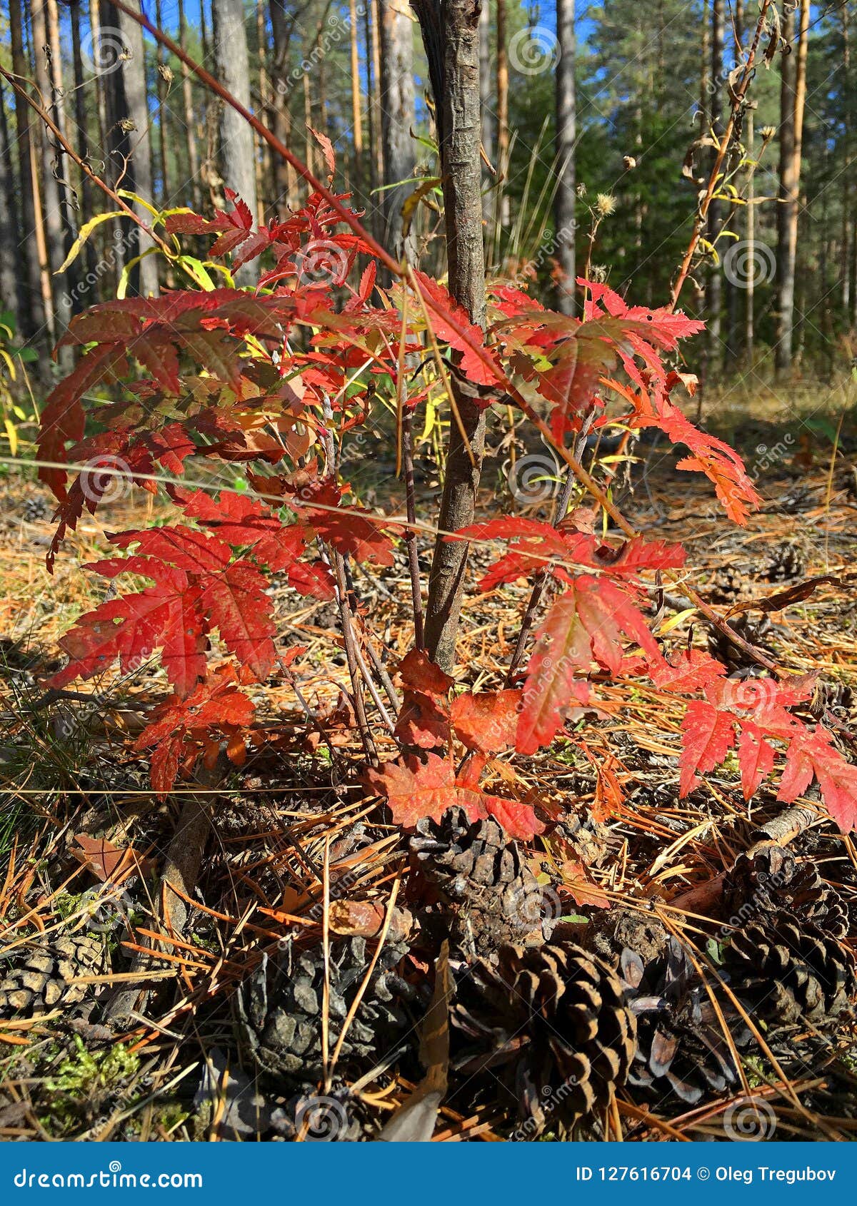 Small Tree with Red Leaves in the Forest Stock Photo - Image of forest ...