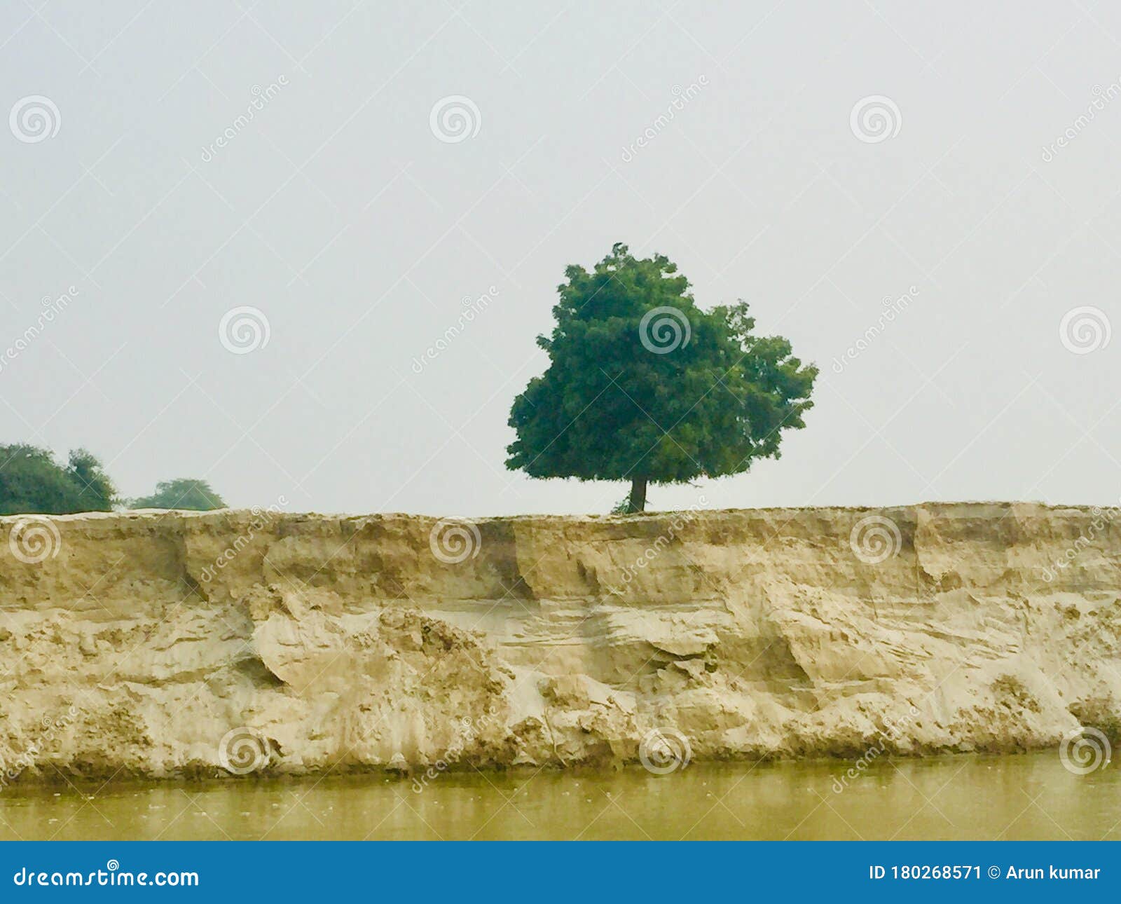 Dwarf Tree on the Bank of River Stock Image - Image of bank, small ...