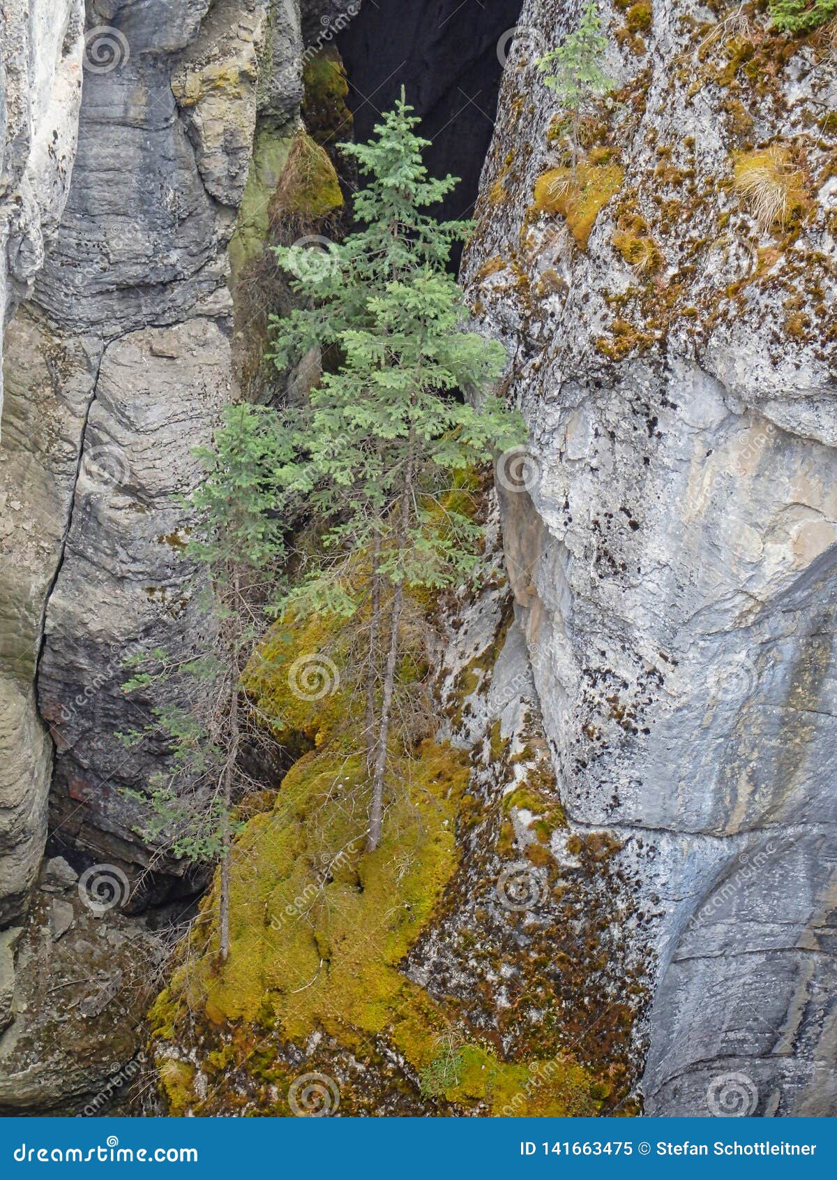 A small tree in the rocks stock image. Image of mountains - 141663475