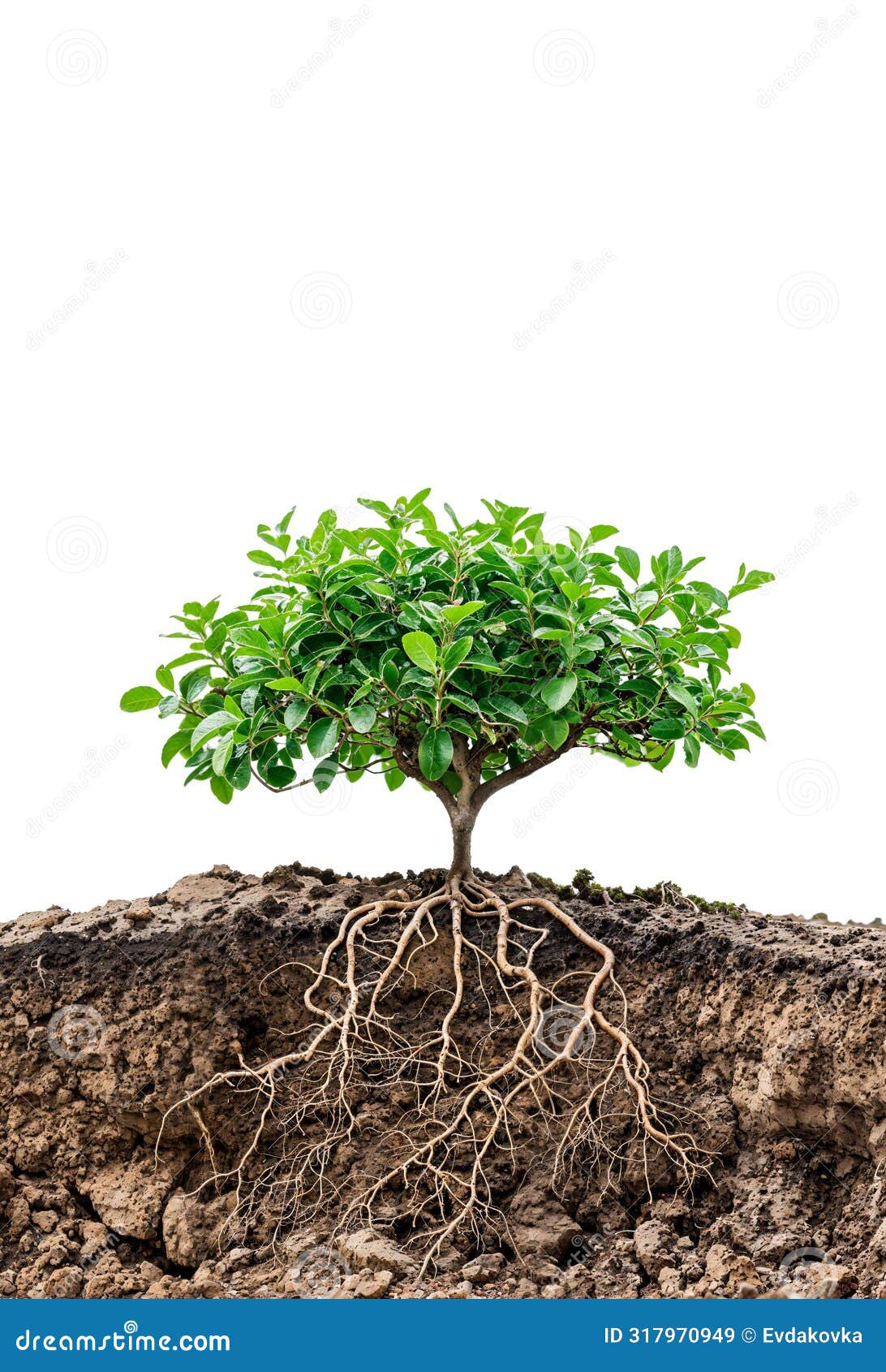 A Small Tree with Roots Growing Out of the Soil Isolated on White ...